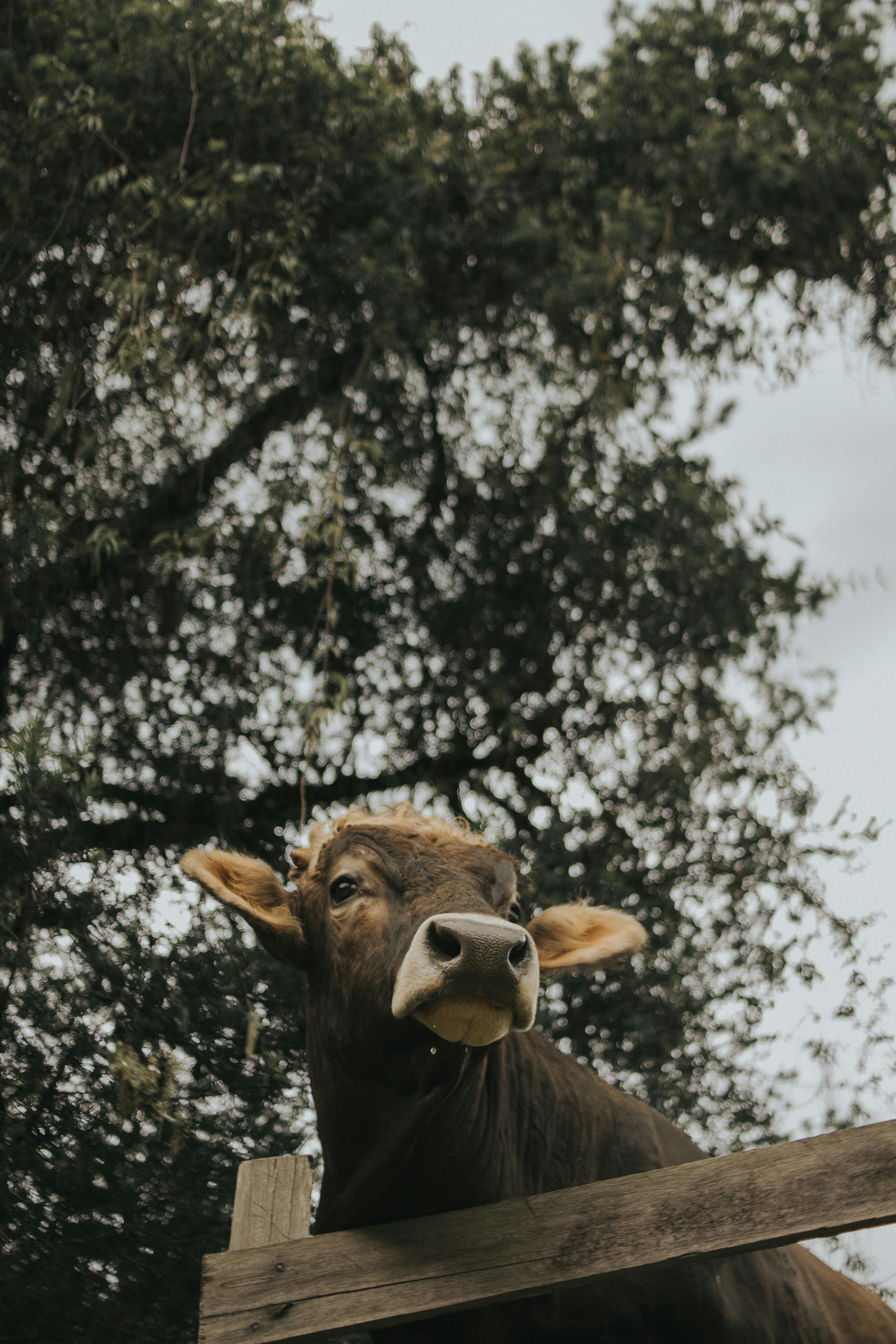 Brown cow peeking over a wooden fence outdoors · Free Stock Photo