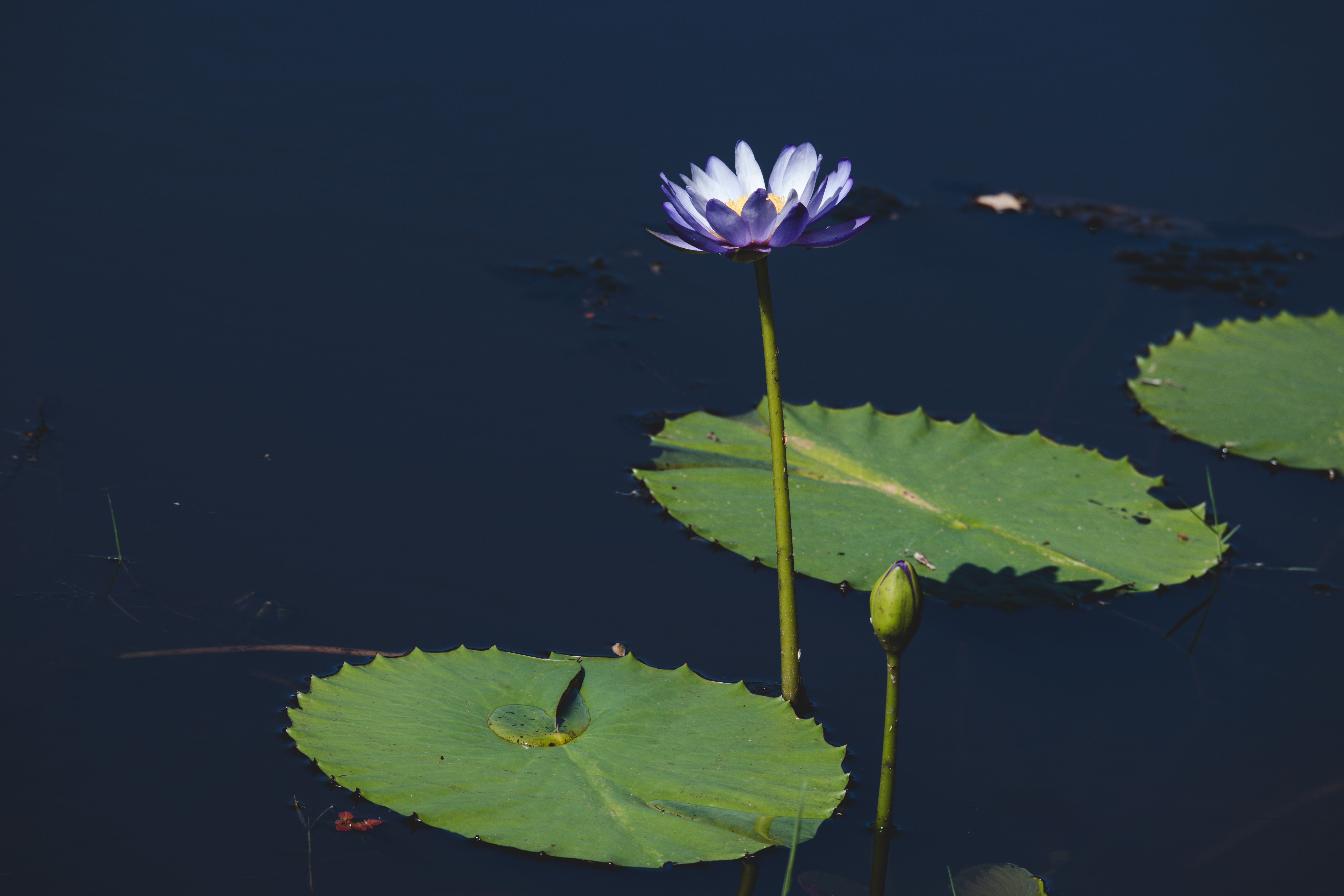 Serene Lotus Flower on Calm Water Surface · Free Stock Photo