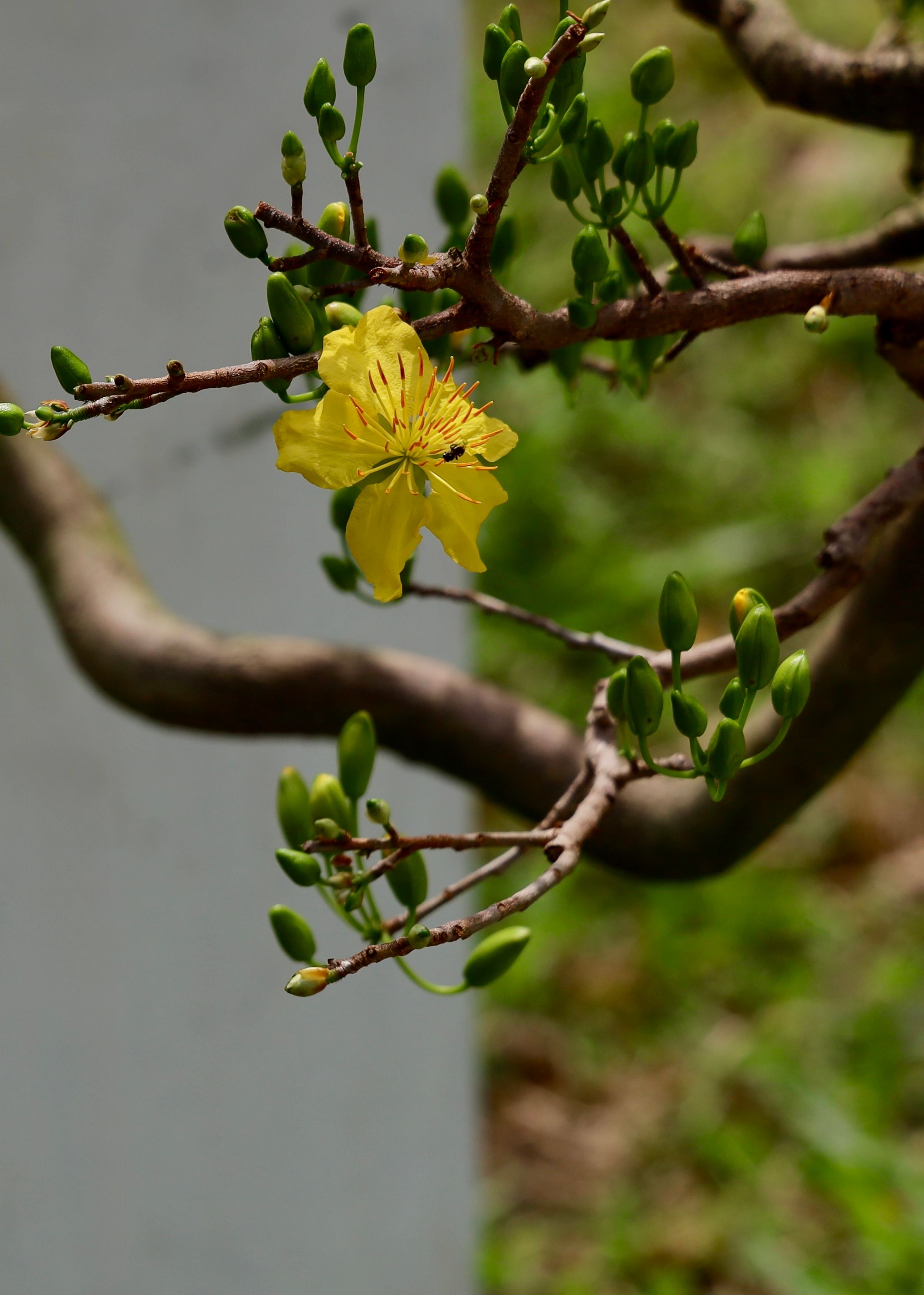 Vibrant Yellow Apricot Blossom on Twisting Branch · Free Stock Photo