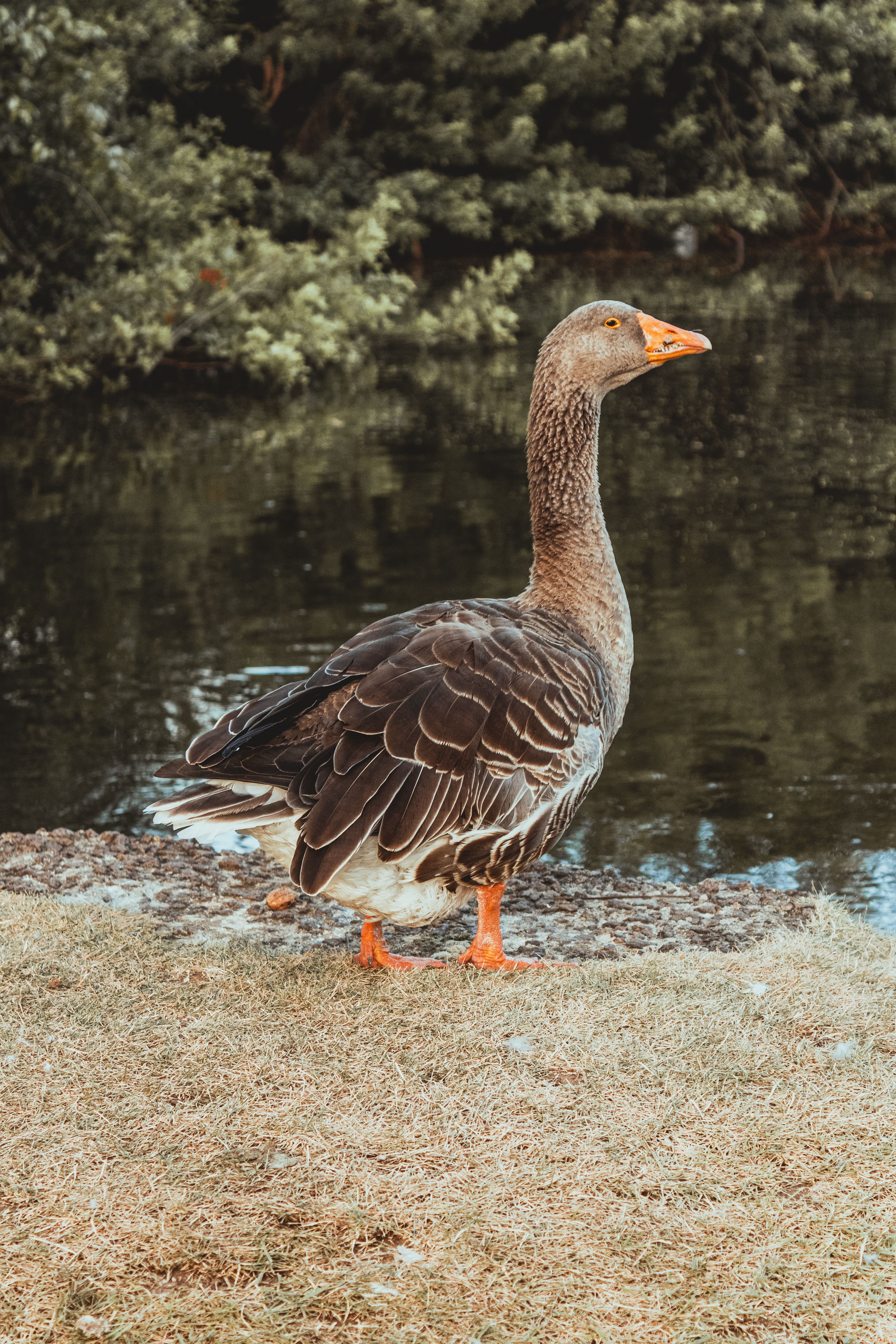 Wild Goose by Pond in Tranquil Park Setting · Free Stock Photo