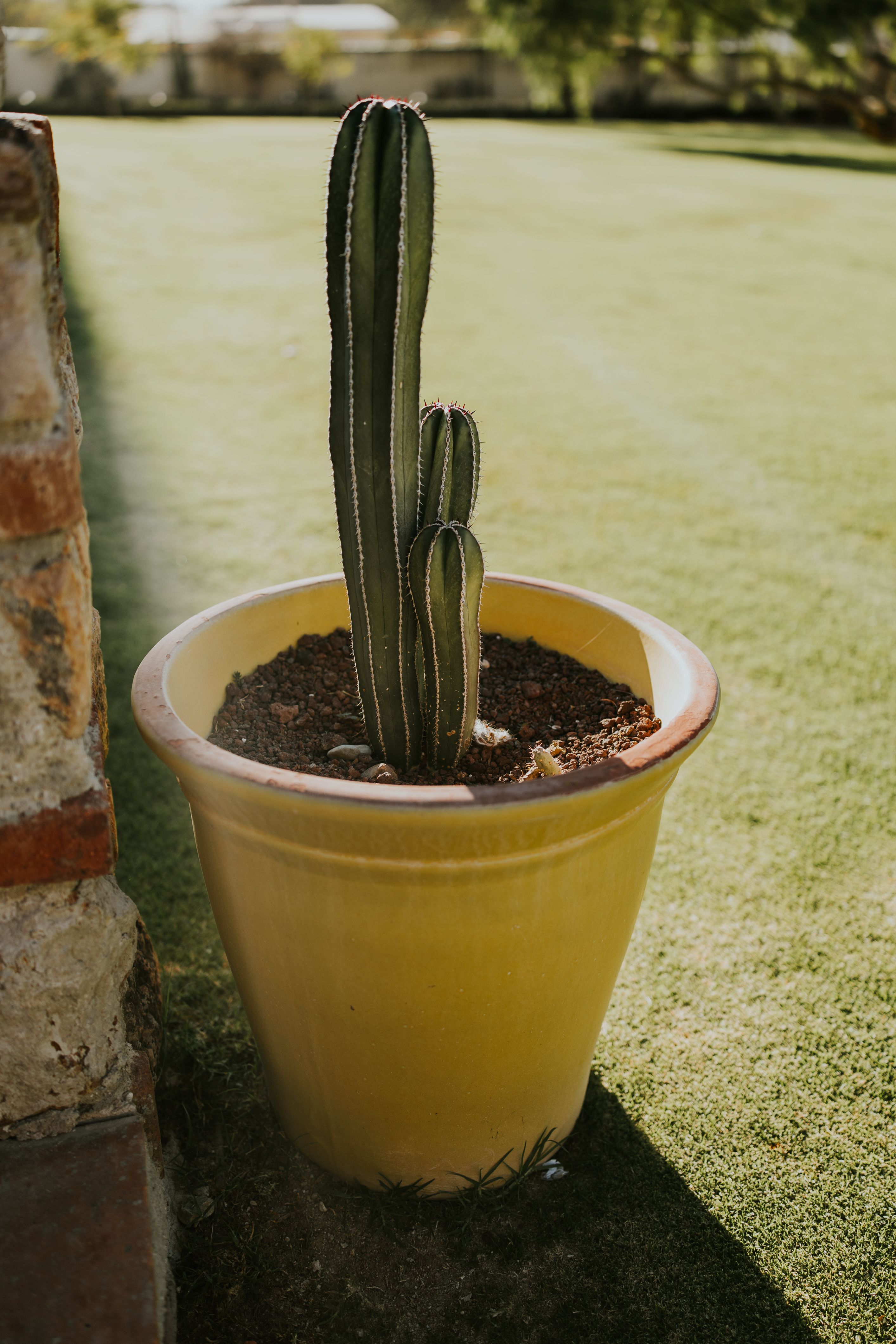 Potted Cactus in Sunlit Garden Pot · Free Stock Photo