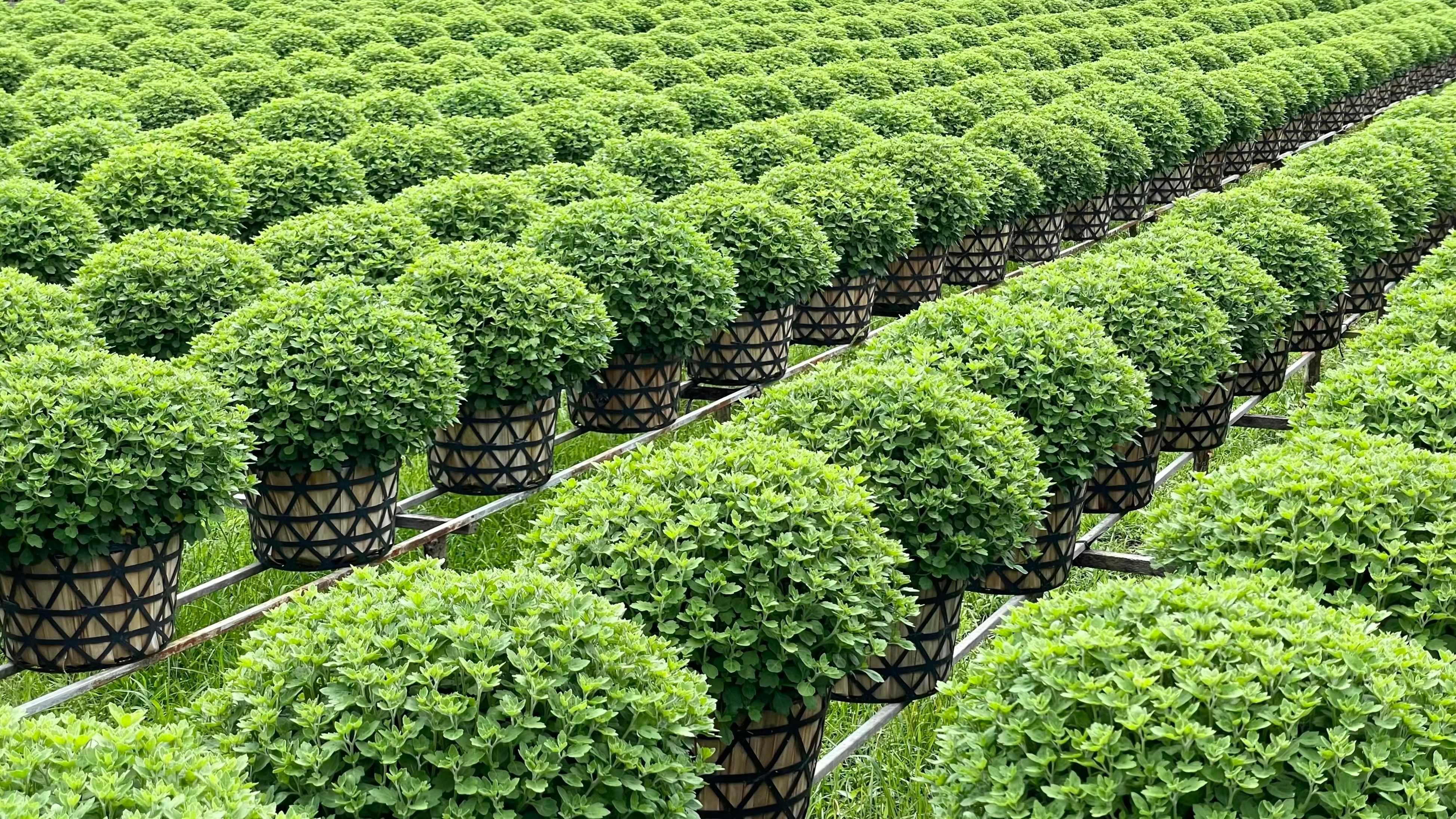 Lush Greenery Herb Garden in Vietnam · Free Stock Photo