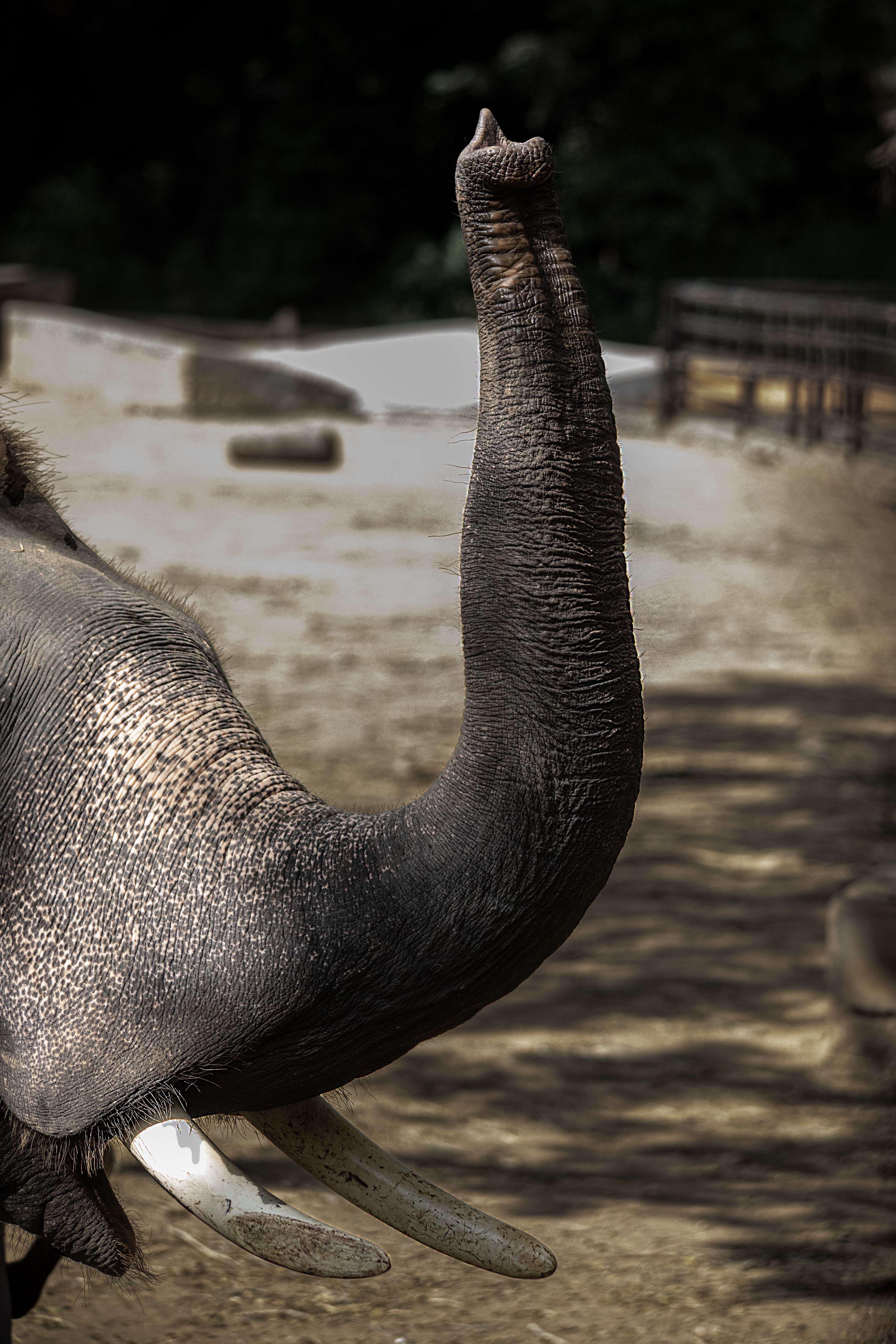 Asian Elephant Trunk in Bengaluru Zoo · Free Stock Photo