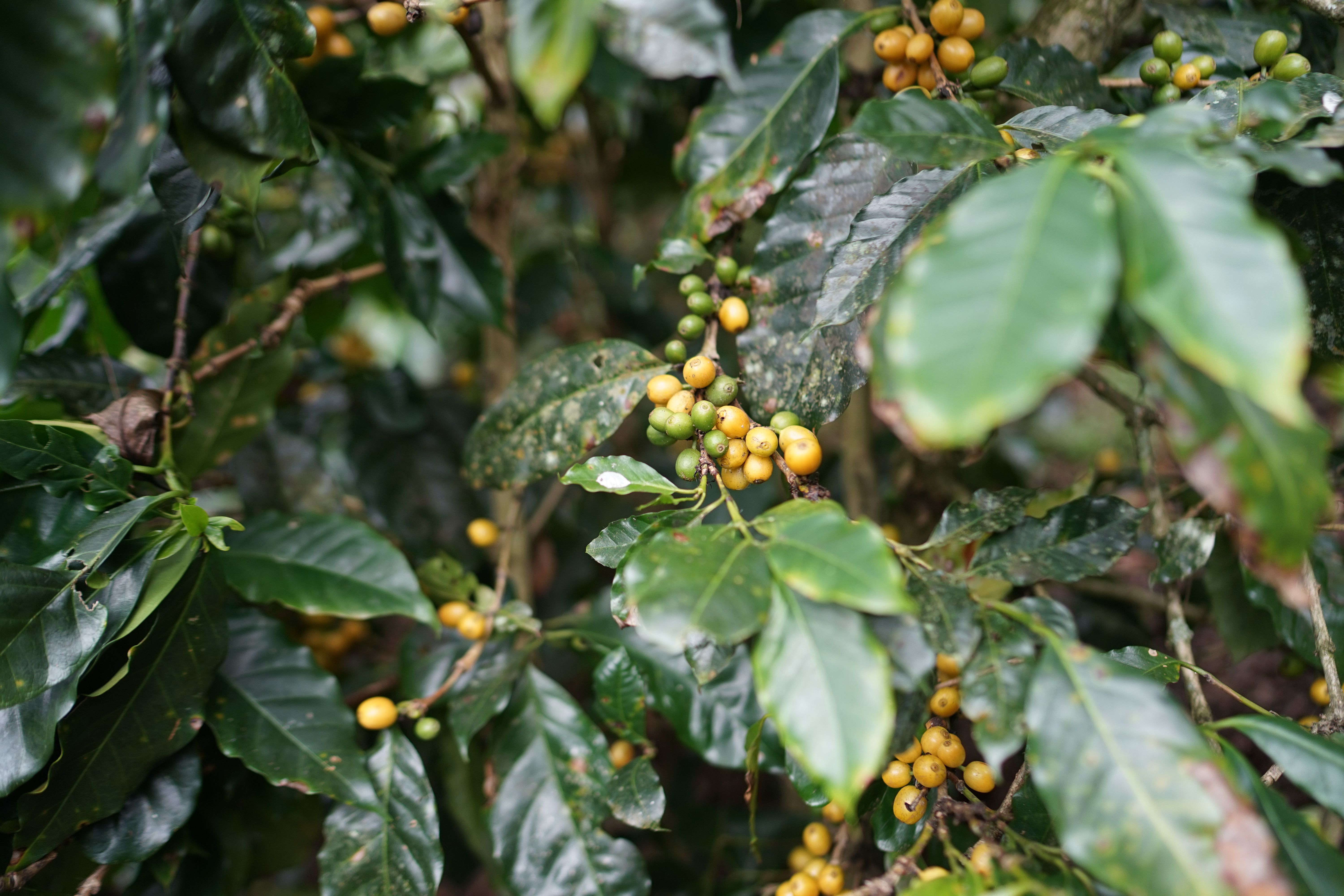 Yellow Coffee Berries on Plantation in Vietnam · Free Stock Photo
