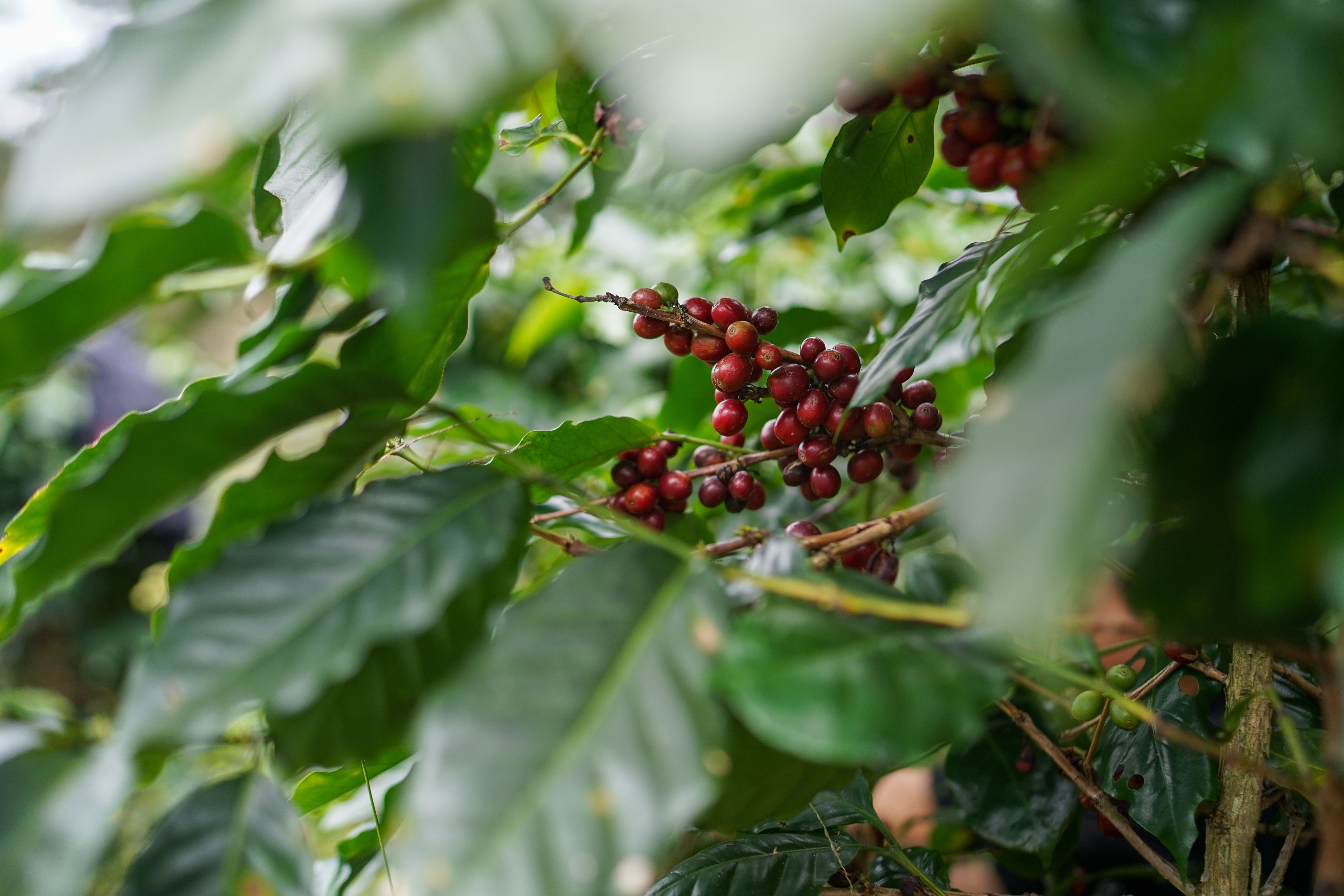 Cerezas Maduras De Café Arábico En Una Rama En Vietnam · Foto de stock ...