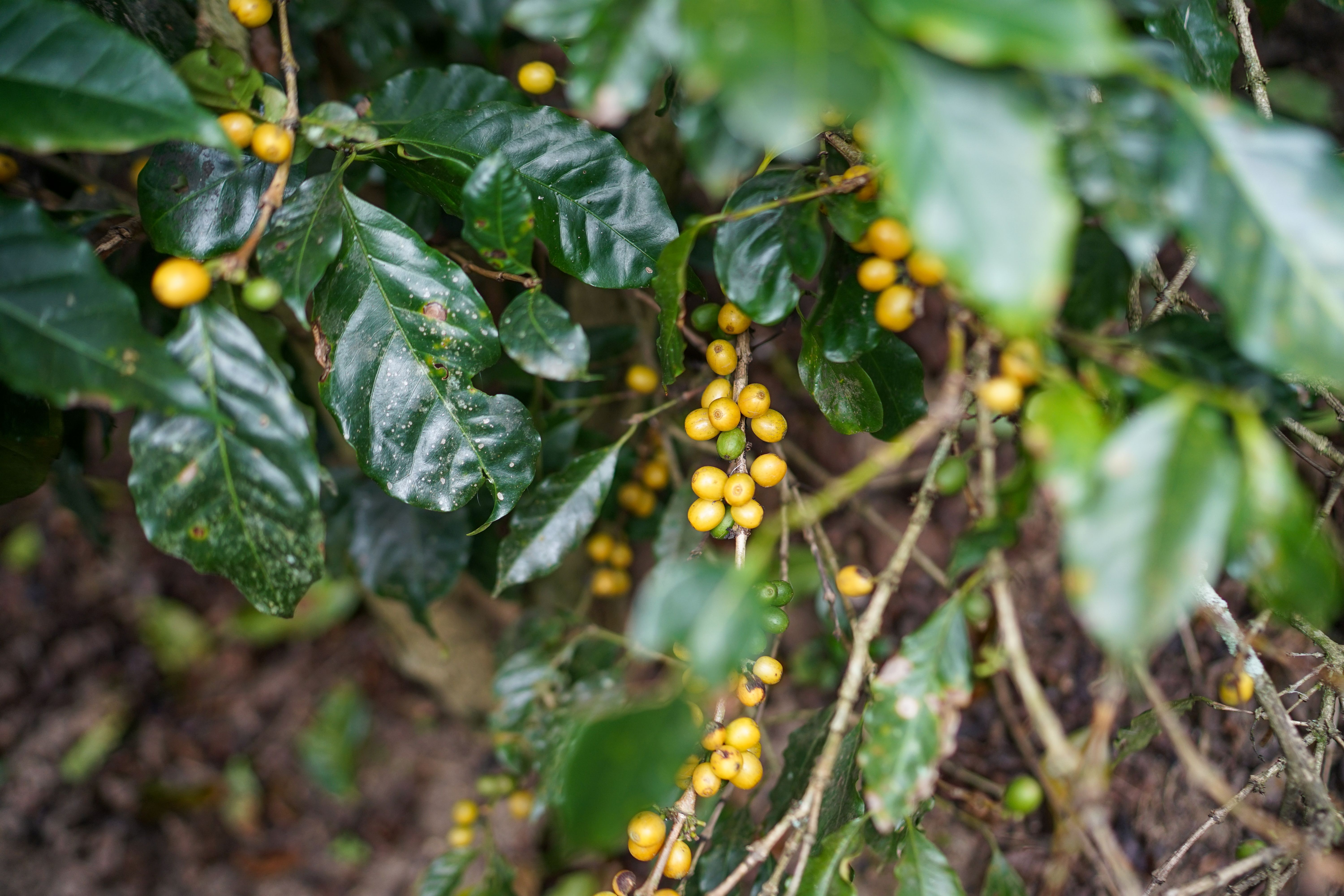 Yellow Arabica Coffee Cherries on Tree Branches · Free Stock Photo