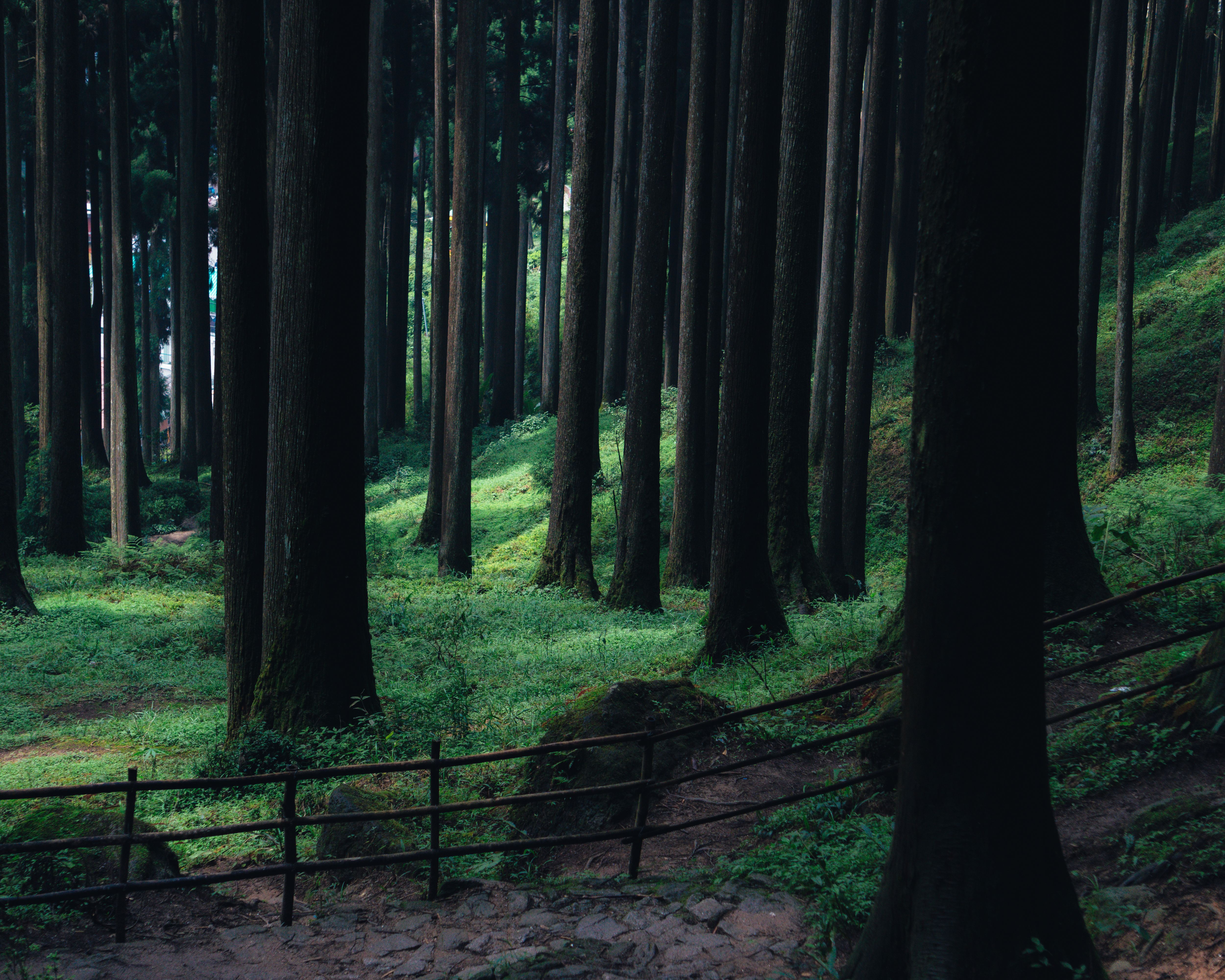 Serene Pine Forest in Early Morning Light · Free Stock Photo