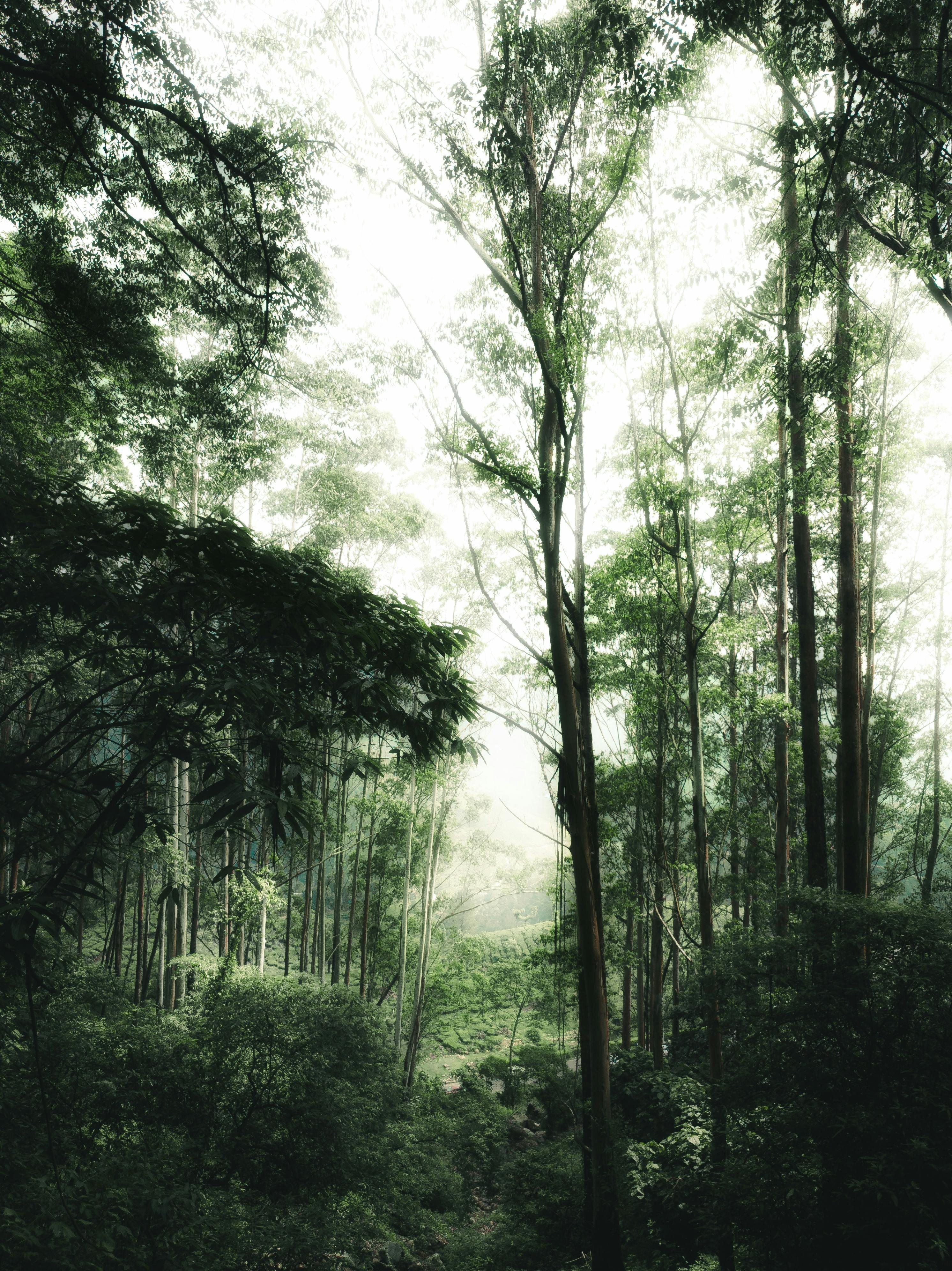 Misty Forest in Munnar, Kerala - Lush Greenery · Free Stock Photo