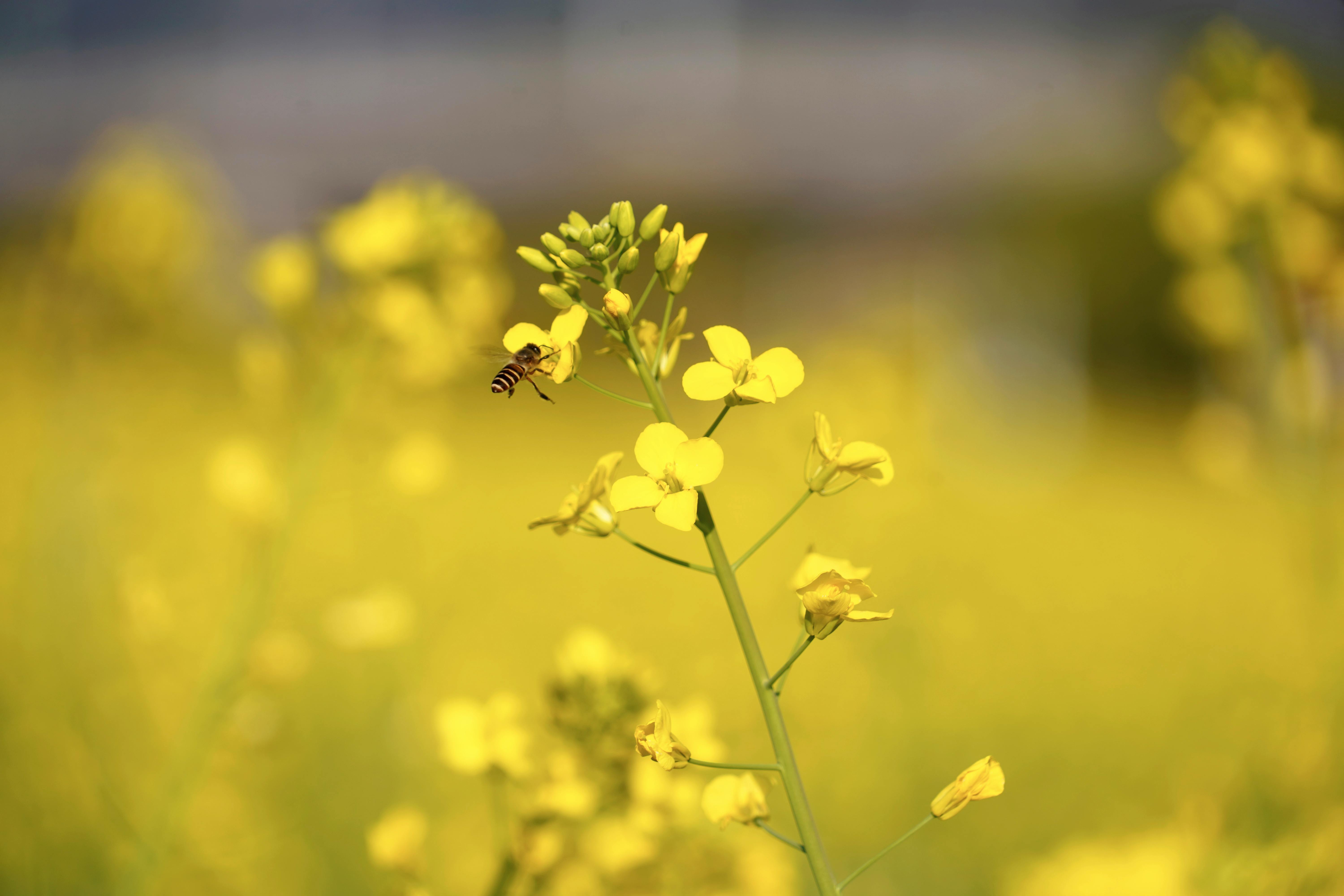 Bee Without Background Photos, Download The BEST Free Bee Without ...