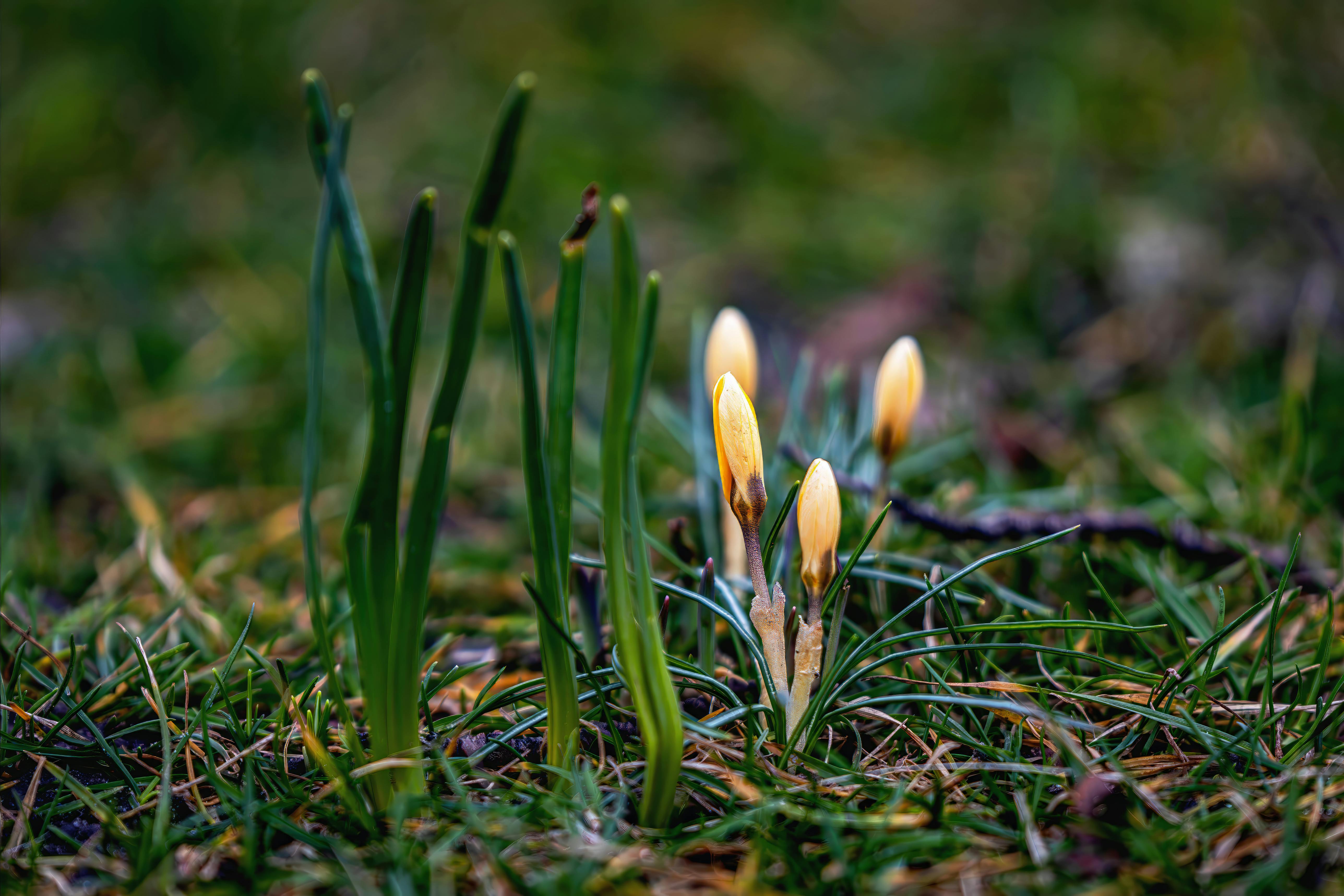 Close-up of Yellow Crocus Buds on Grass · Free Stock Photo