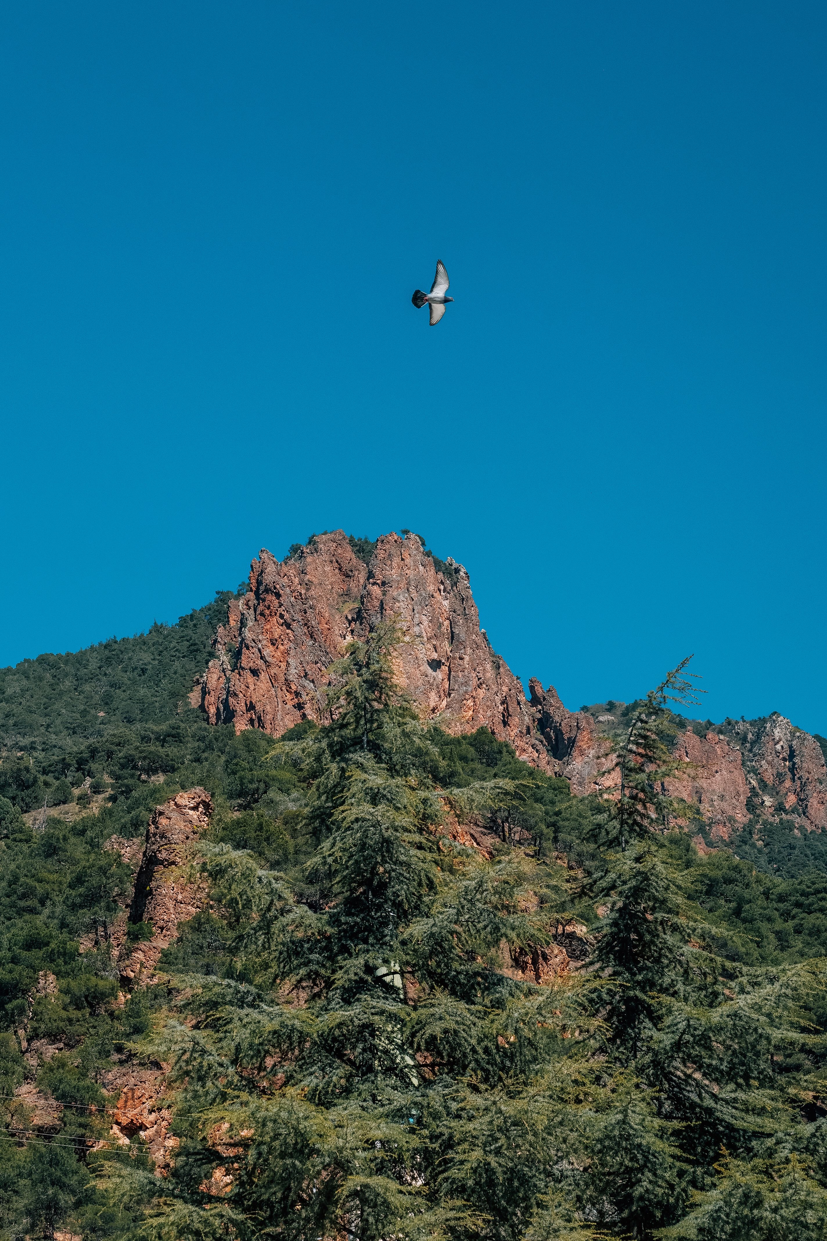 Majestic Bird Soaring Over Turkish Mountain Peak · Free Stock Photo