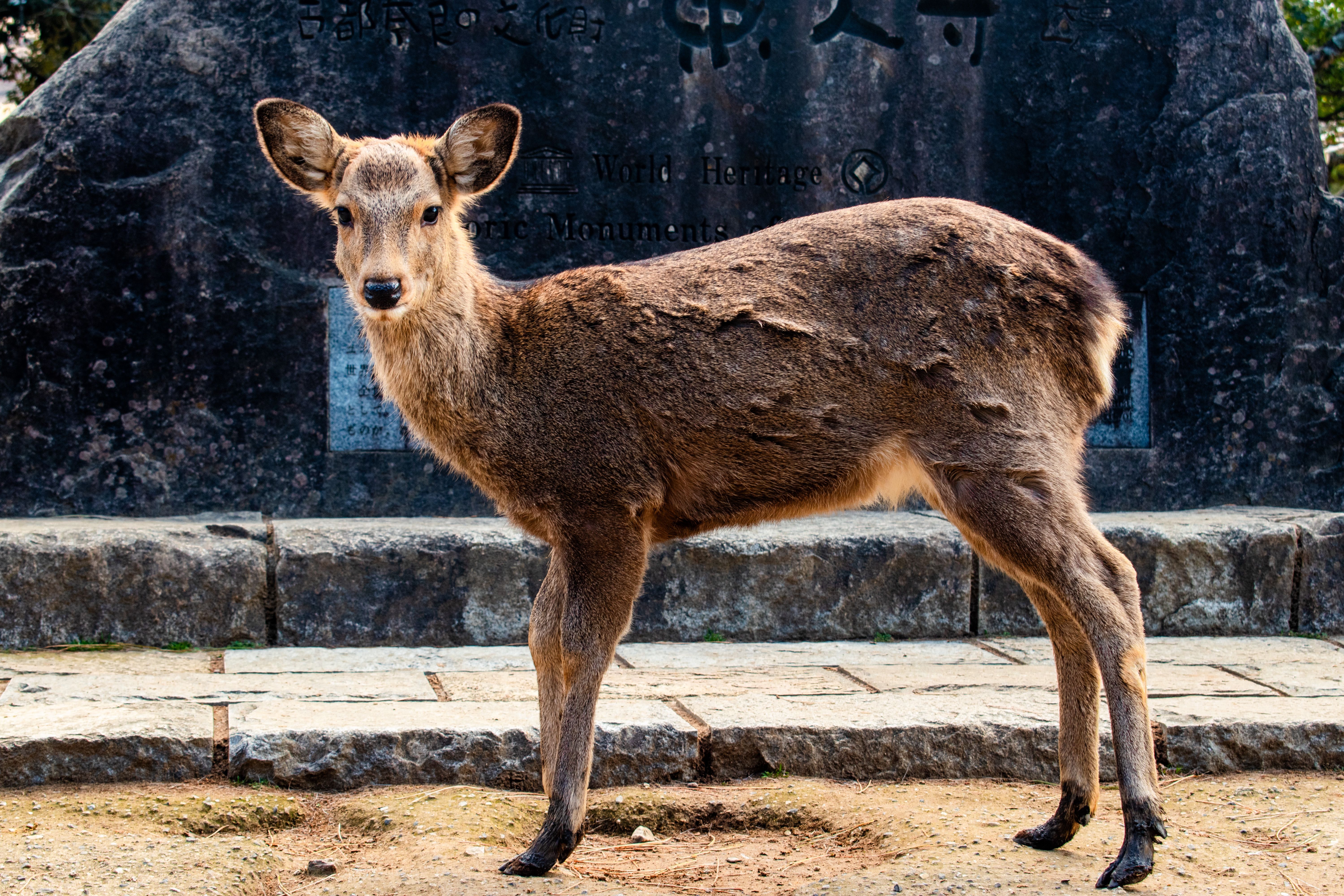 Sika Deer in Nara, Japan's Historical Park · Free Stock Photo
