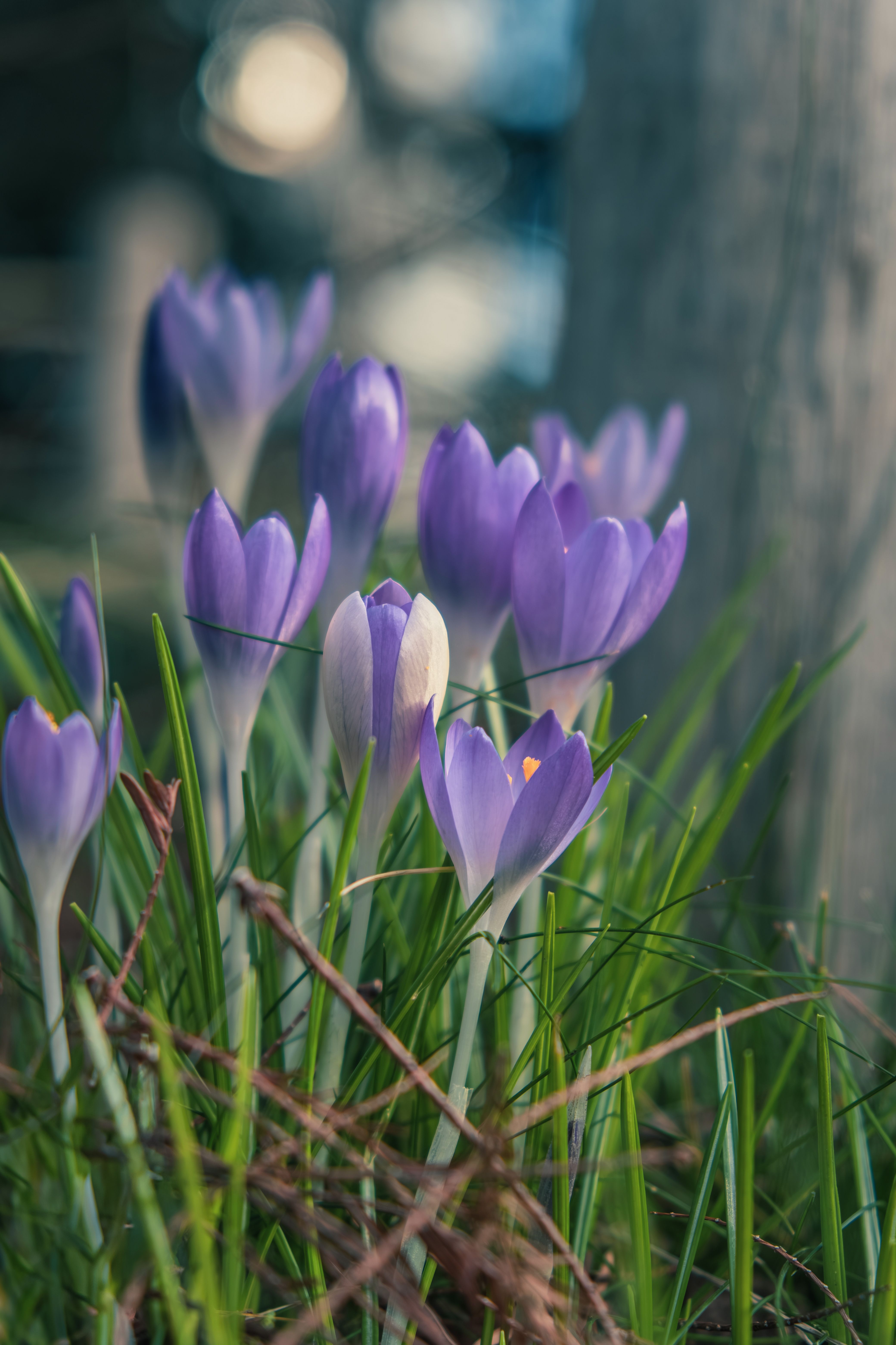 Crocus Flower Photos, Download The BEST Free Crocus Flower Stock Photos ...