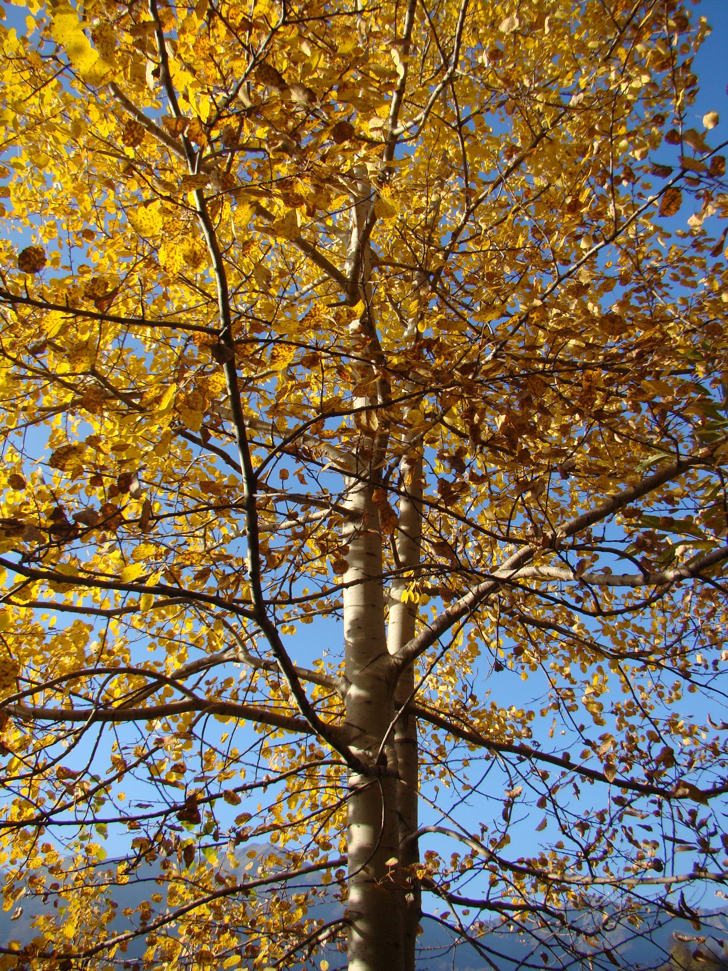 Golden Aspen Tree in Autumn Sunlight · Free Stock Photo