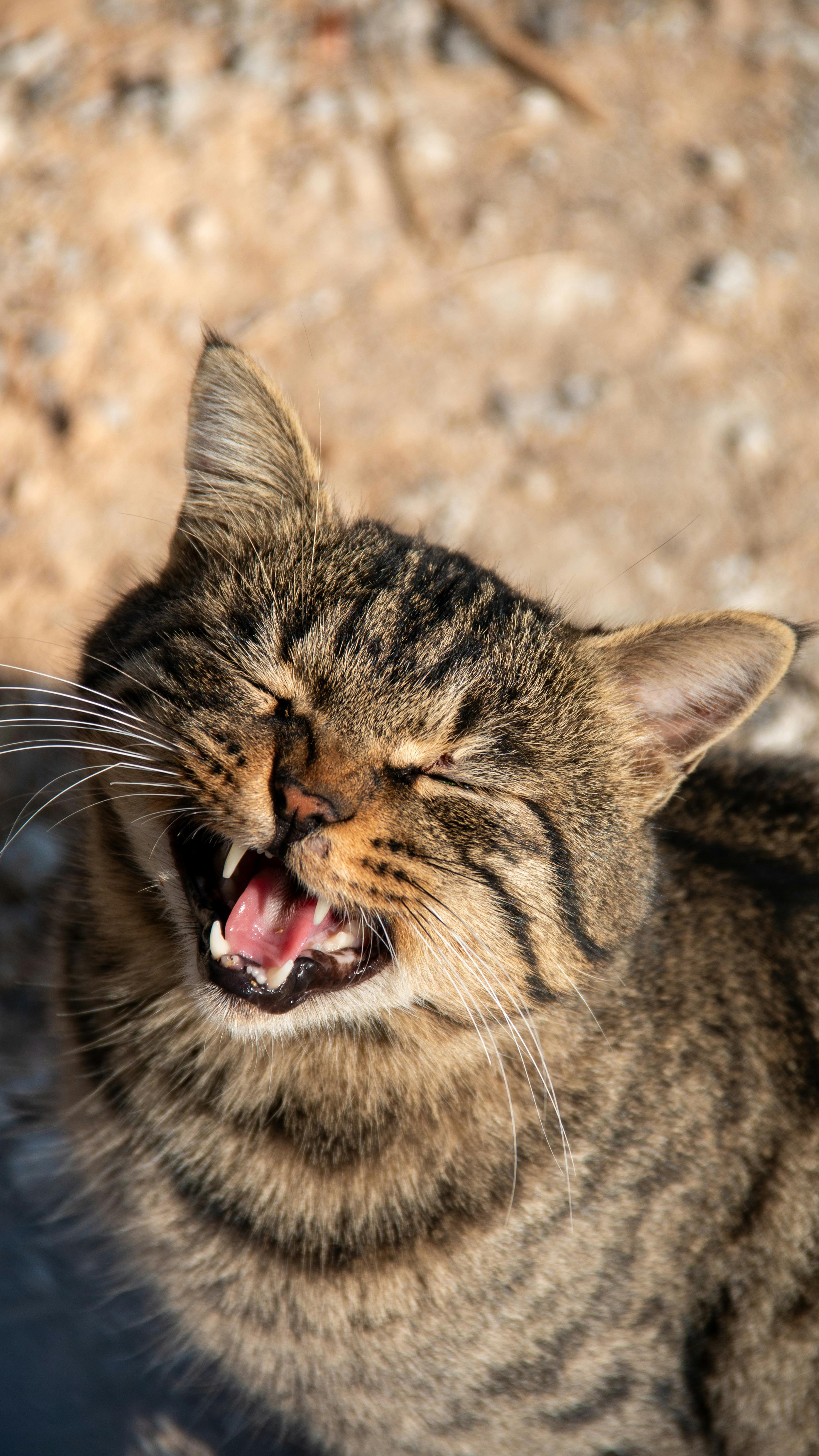 Feli สี Photos, Download The BEST Free Feli สี Stock Photos & HD Images