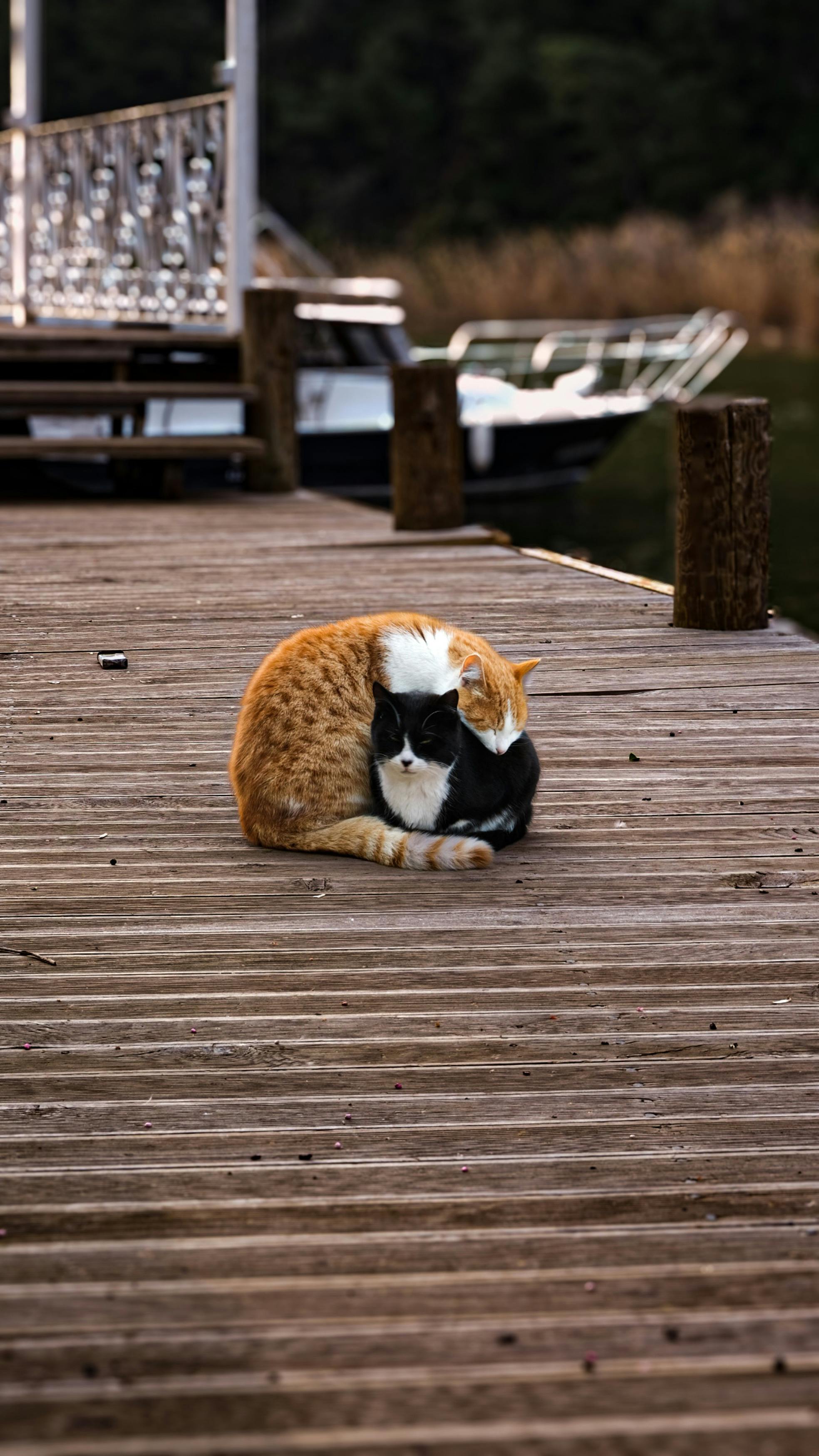 Cats Resting on Wooden Dock by the Lake · Free Stock Photo