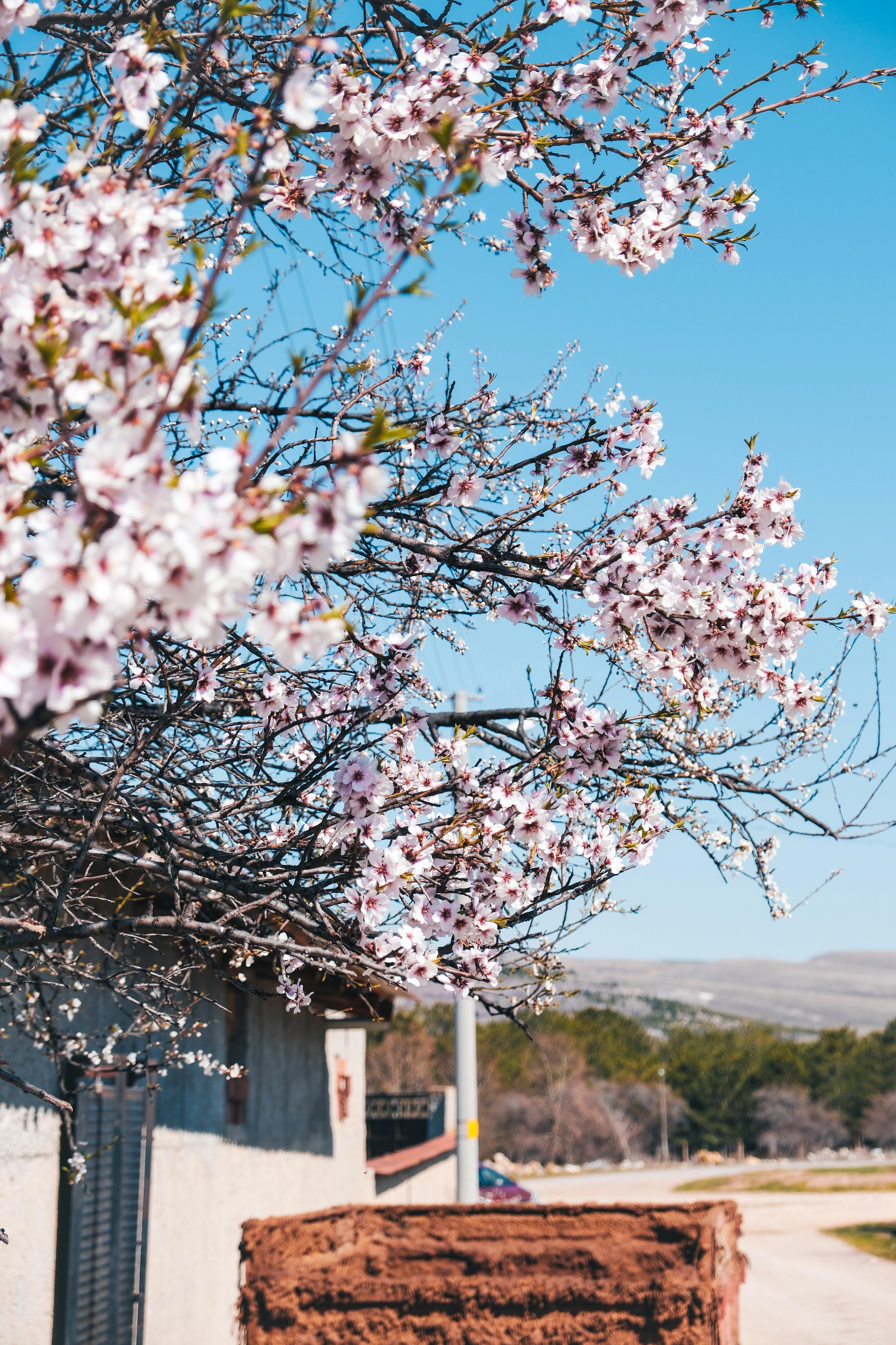 Megani Tree With Village Photos, Download The BEST Free Megani Tree ...