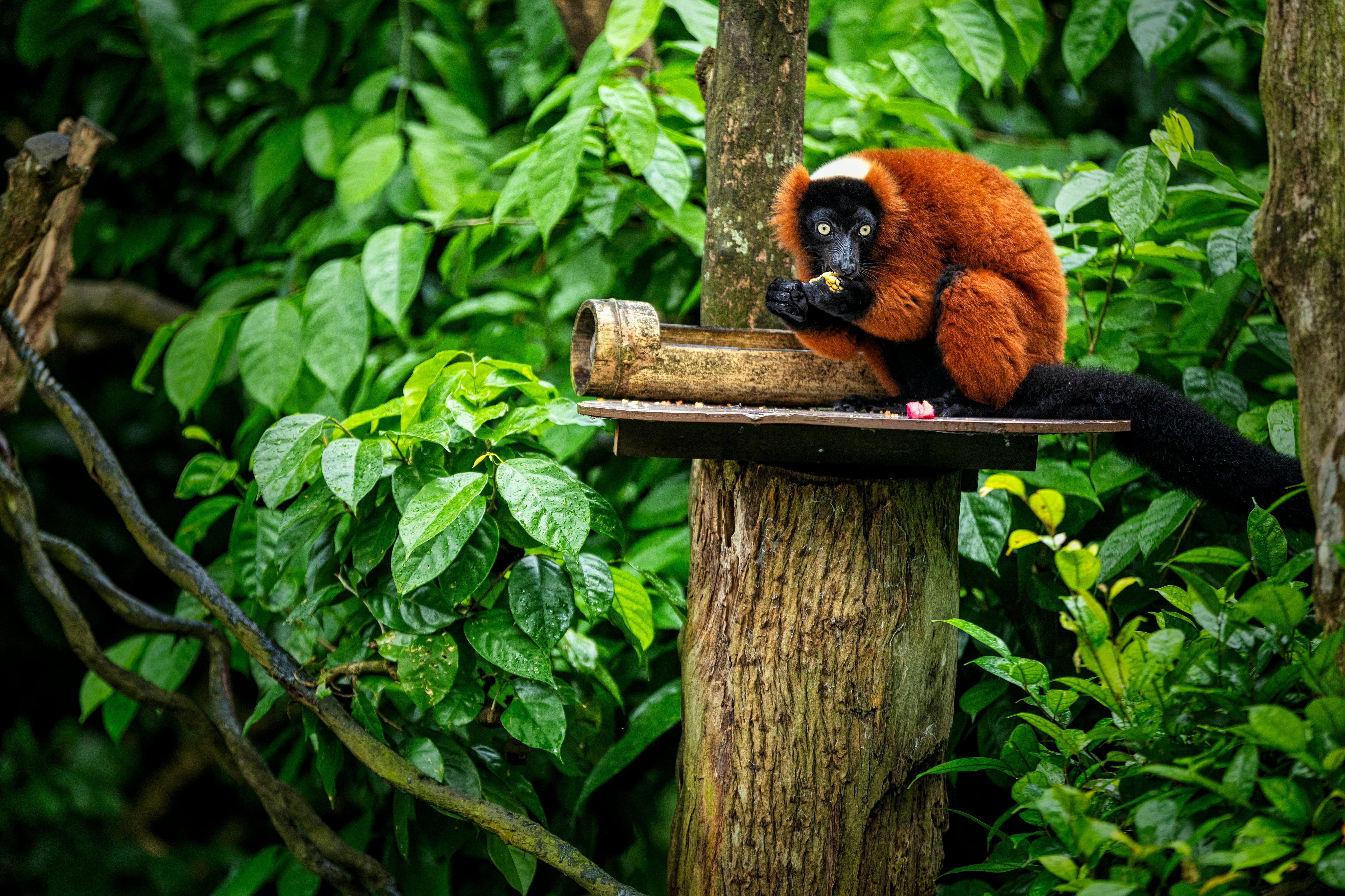 Lémur Rufo Rojo En Un Hábitat De Vegetación Exuberante · Foto de stock ...