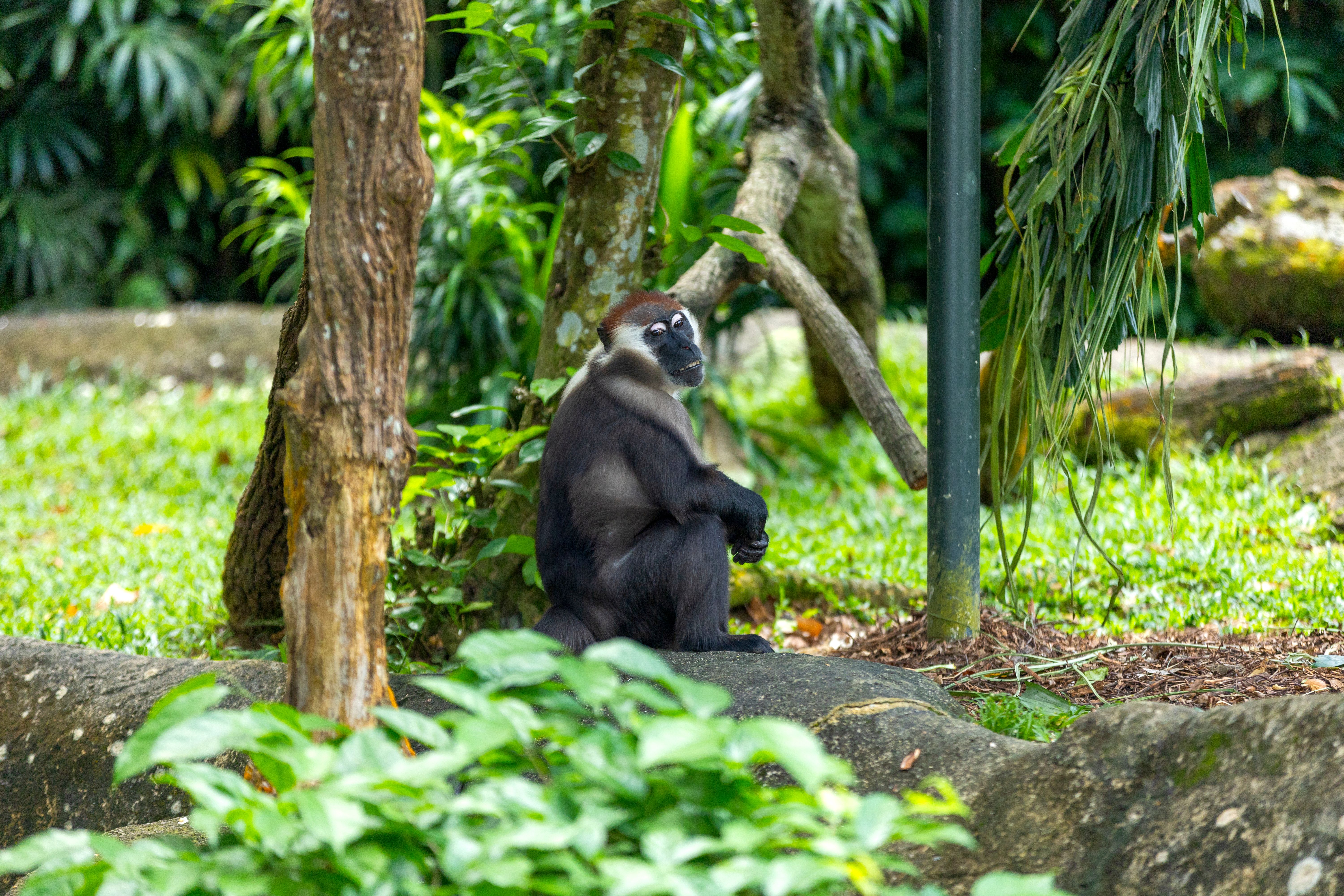 Animals In A Zoo Photos, Download The BEST Free Animals In A Zoo Stock ...