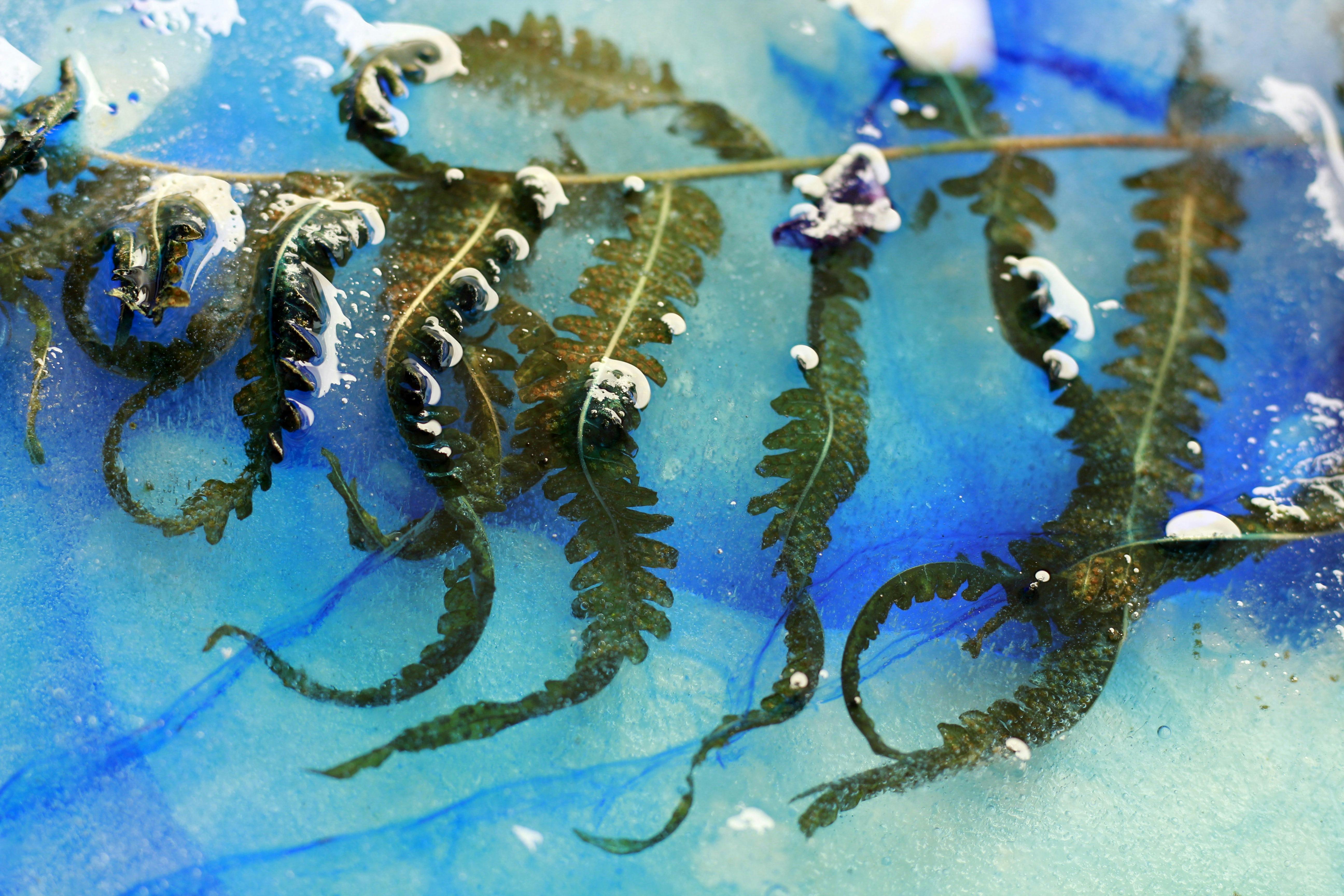 Frozen Ferns in Vibrant Blue Ice - Nature's Art · Free Stock Photo