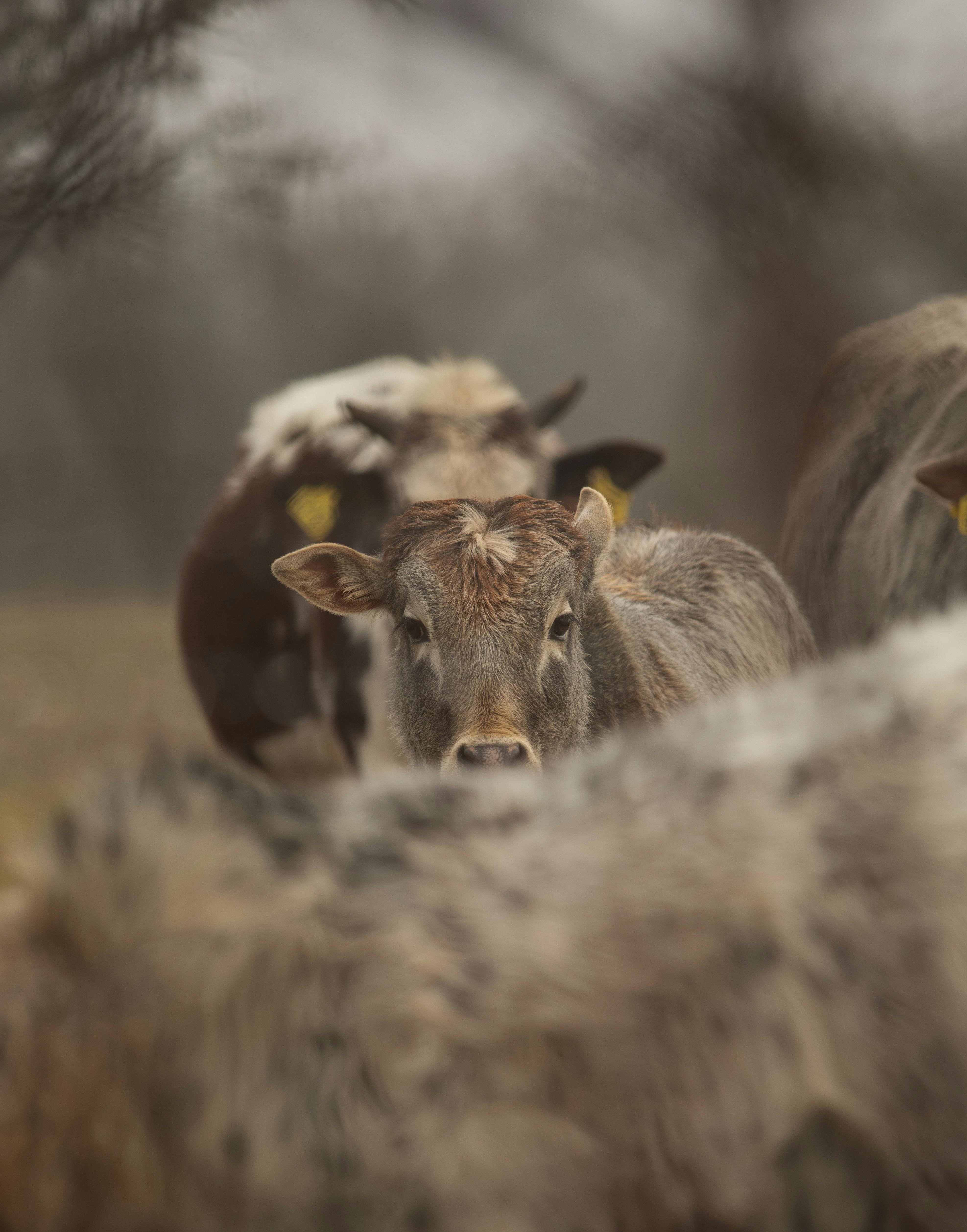 Curious Cattle in a Pastoral Setting · Free Stock Photo