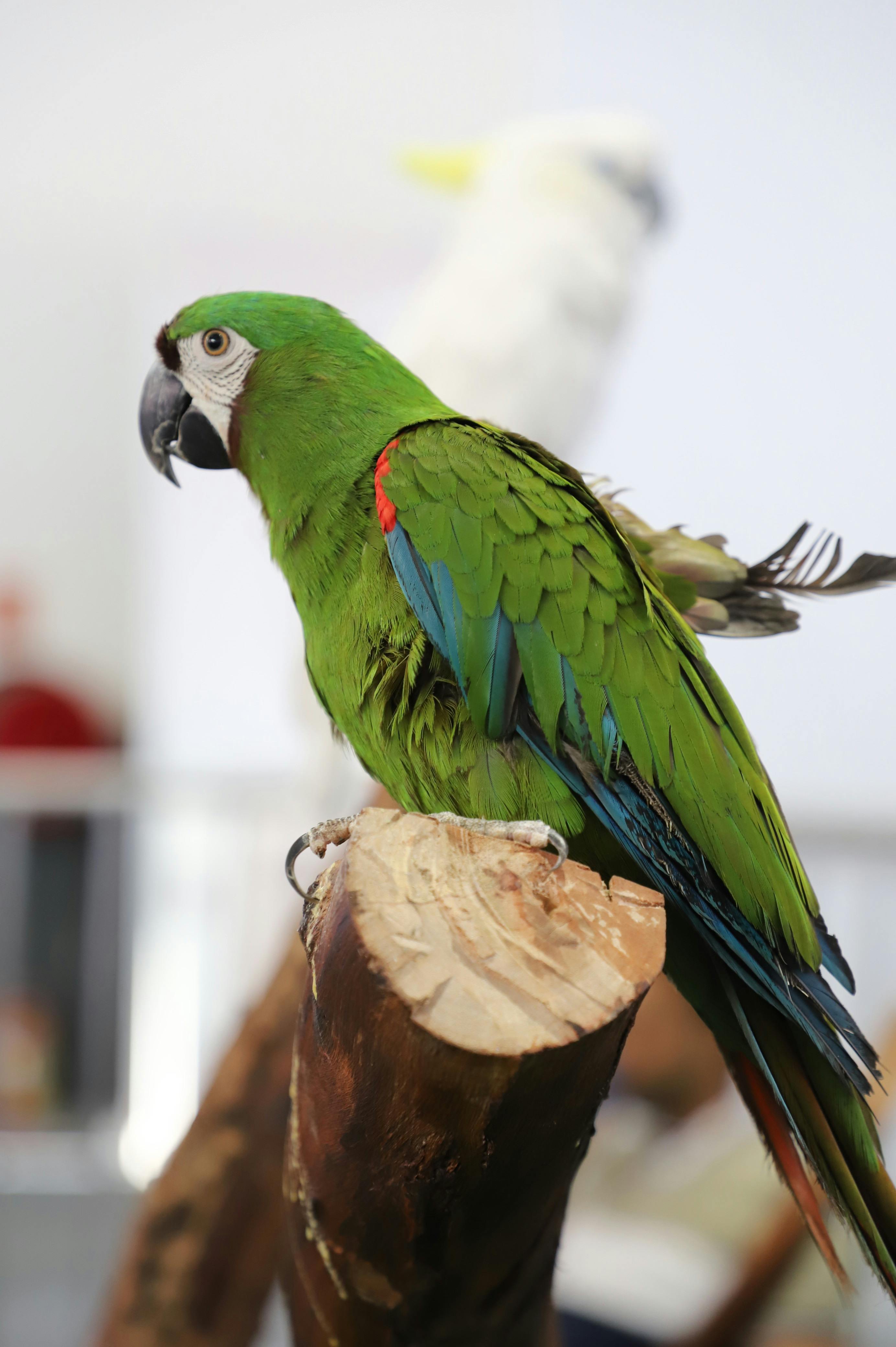 Parrot In Focus Photos, Download The BEST Free Parrot In Focus Stock ...