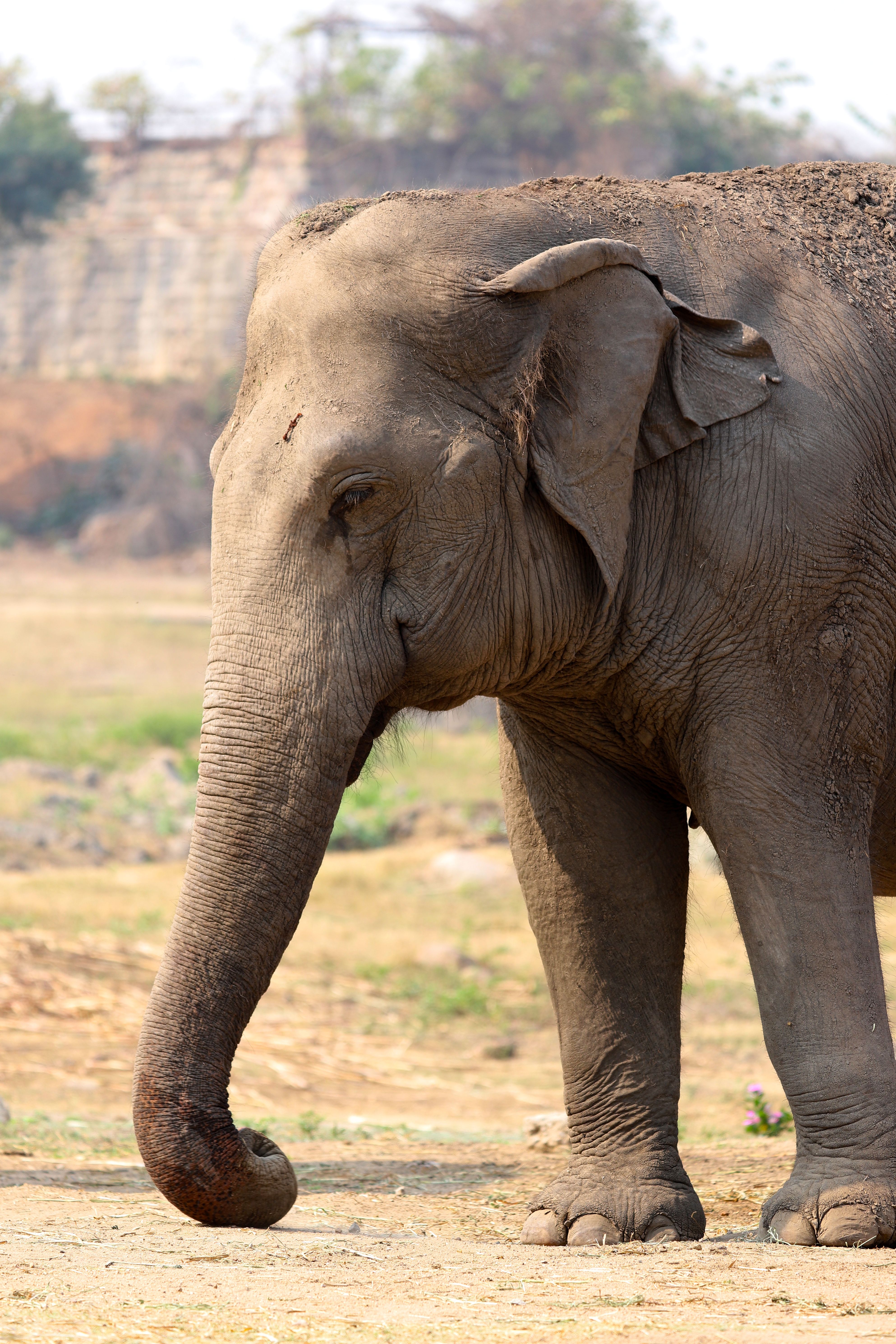 Close-Up of Asian Elephant in Natural Habitat · Free Stock Photo