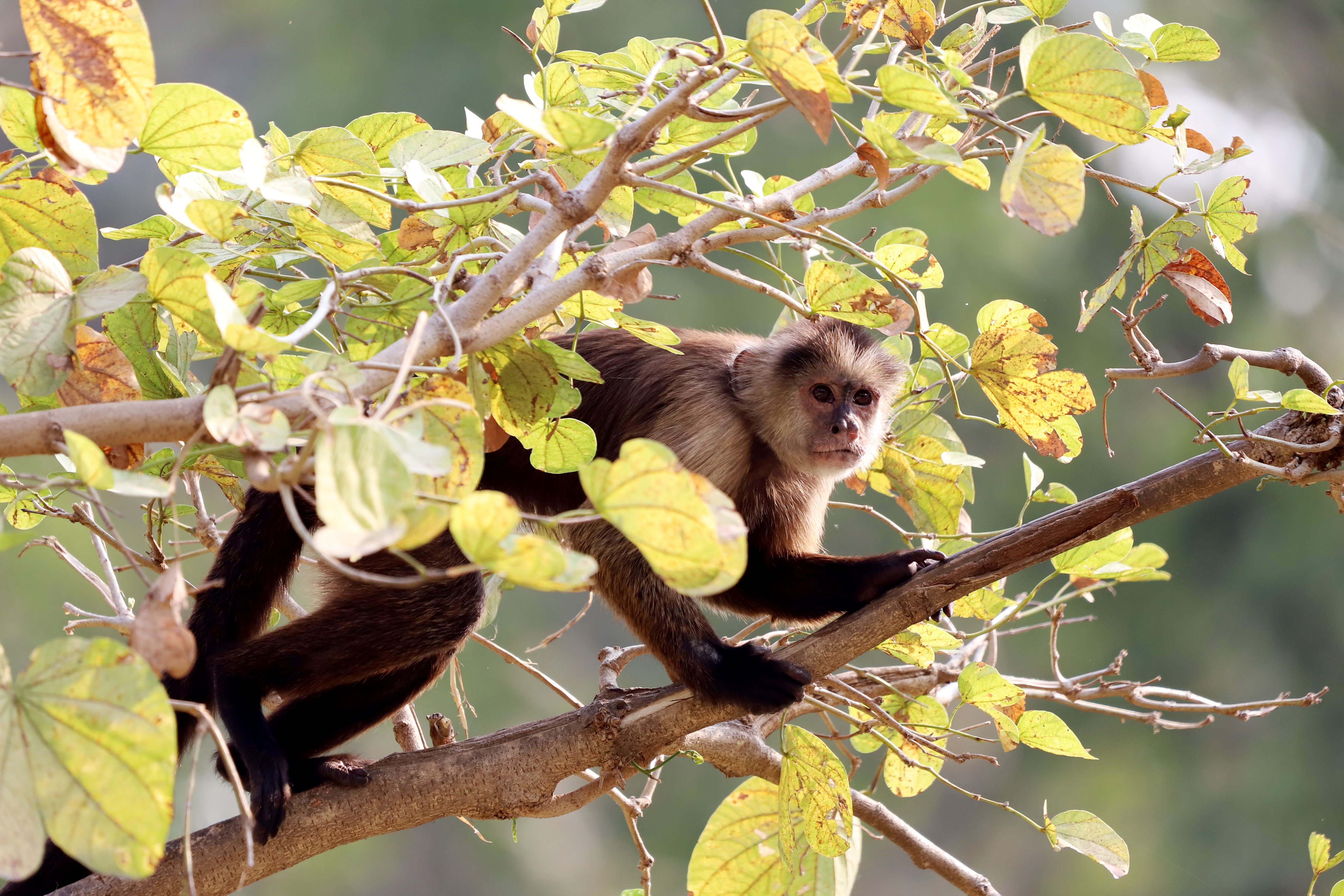 Capuchin Monkey in a Lush Tree Setting · Free Stock Photo
