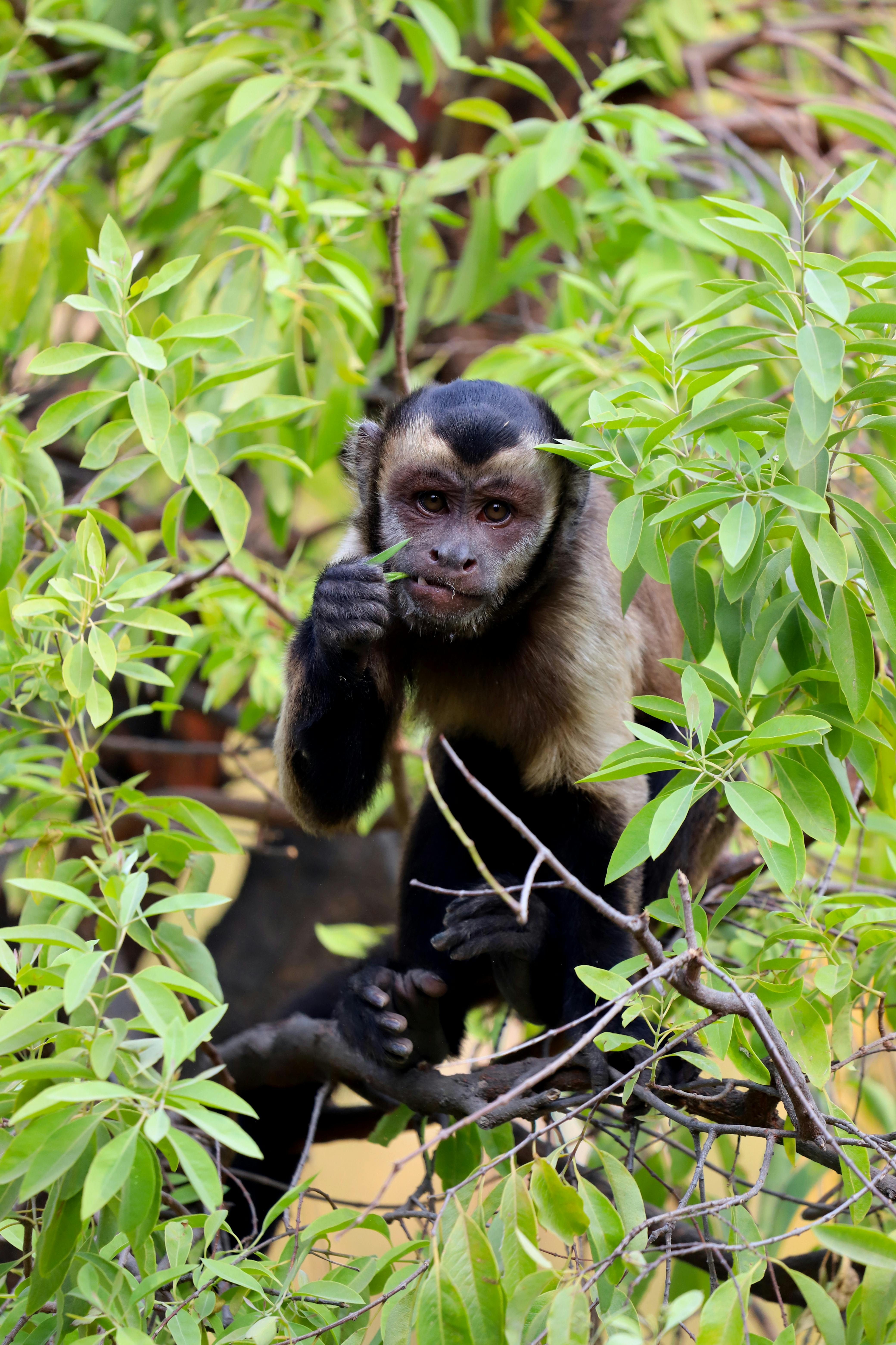 Wild Jungle Background Photos, Download The BEST Free Wild Jungle ...