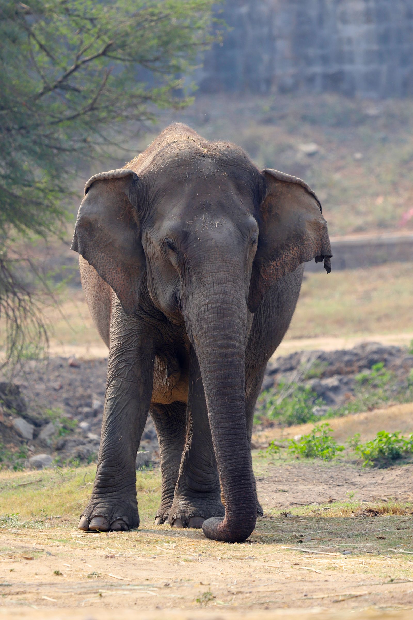 Asian Elephant Photos, Download The BEST Free Asian Elephant Stock ...