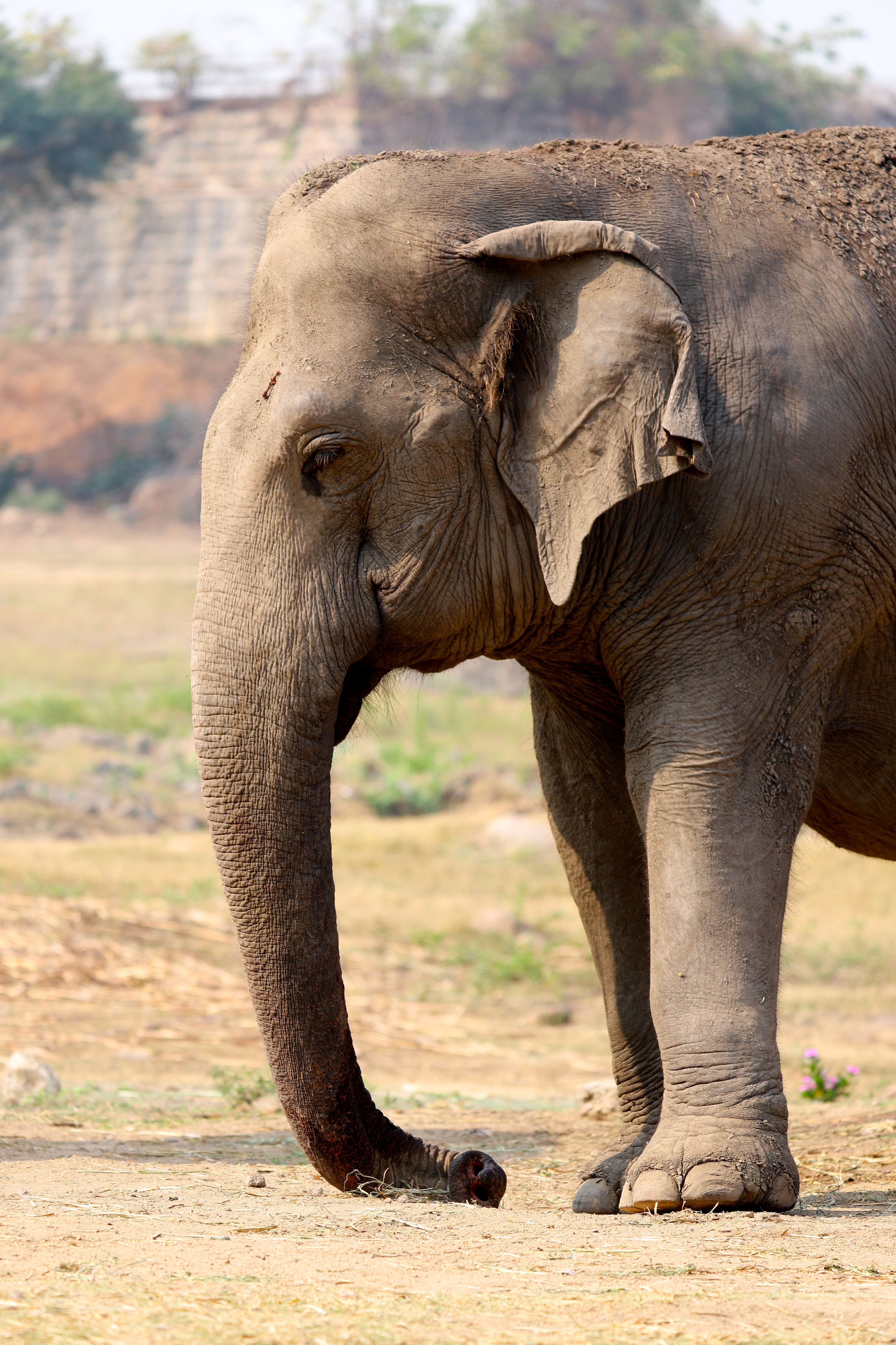 Majestic Asian Elephant in Natural Habitat · Free Stock Photo