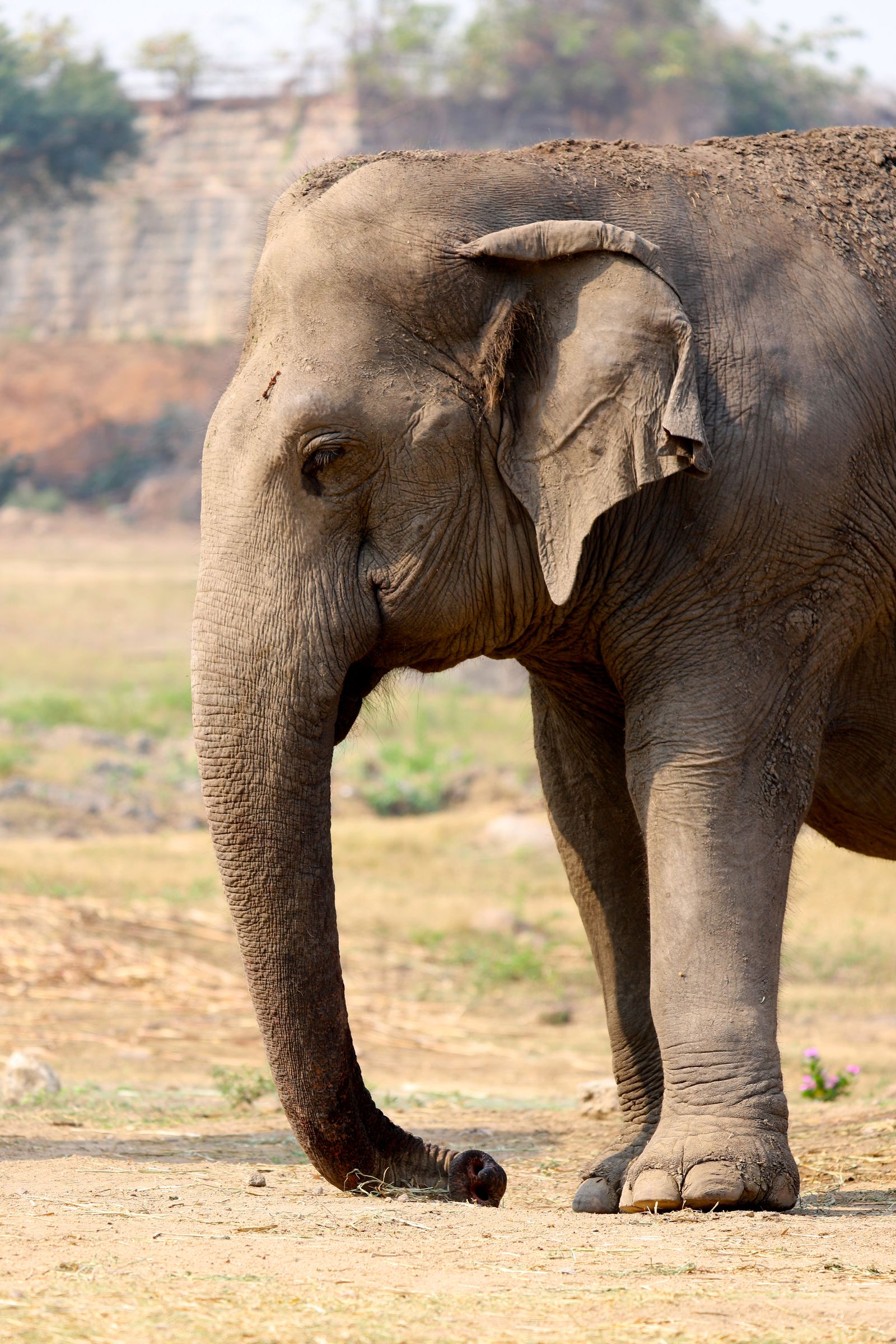 Asian Elephant Photos, Download The BEST Free Asian Elephant Stock ...