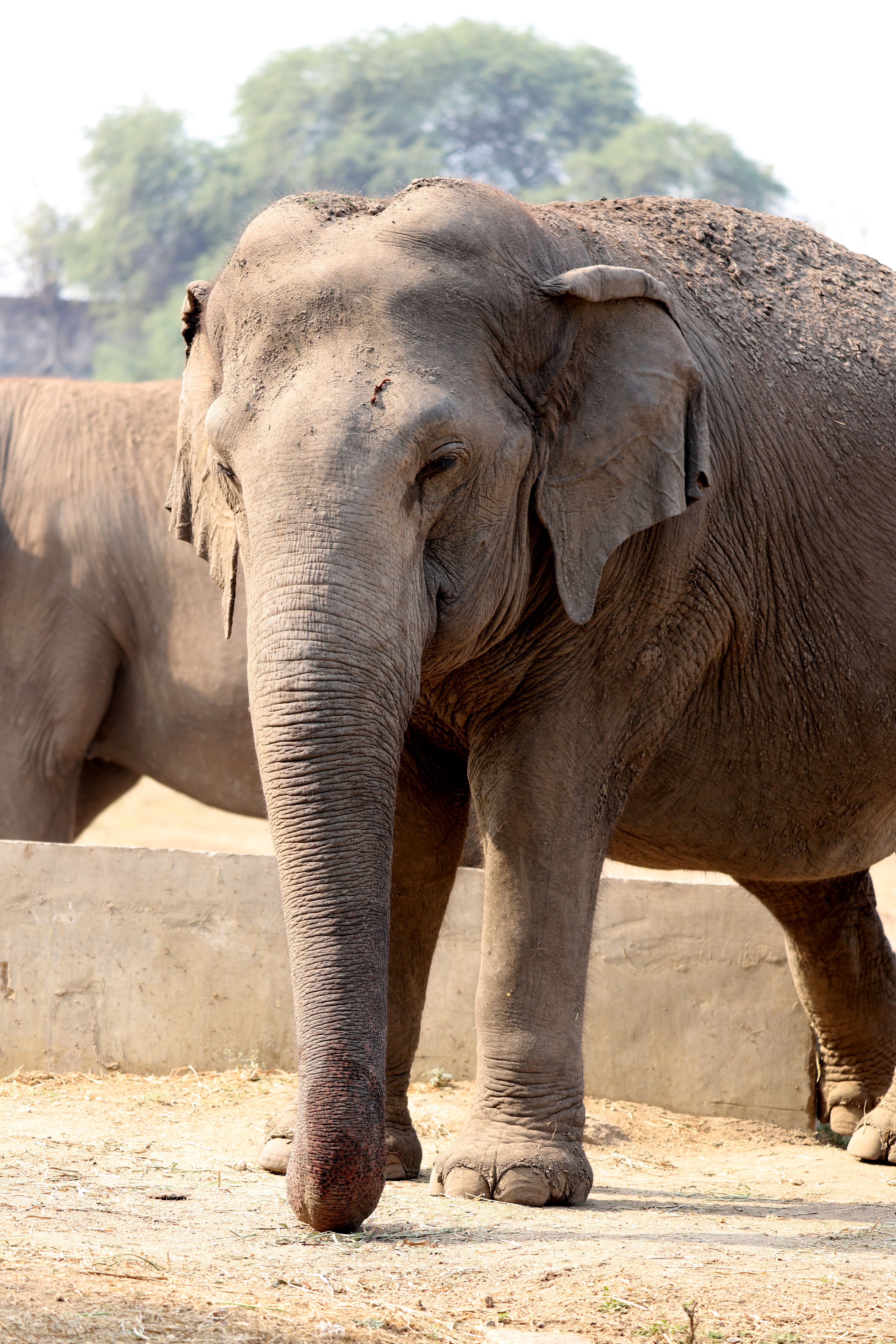 Asian Elephant Close-Up in Natural Habitat · Free Stock Photo