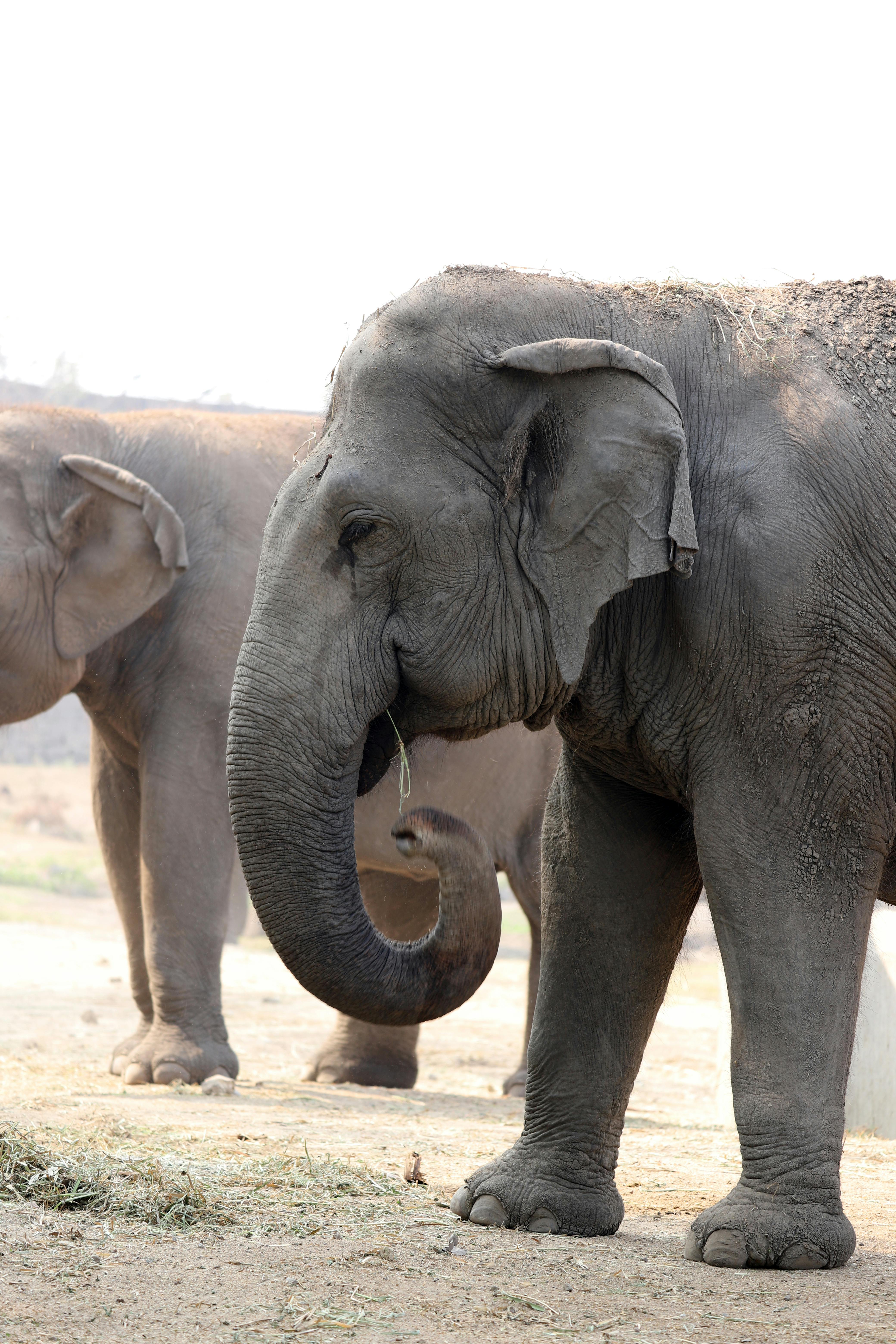 Group of Elephants Leaning on Tree · Free Stock Photo