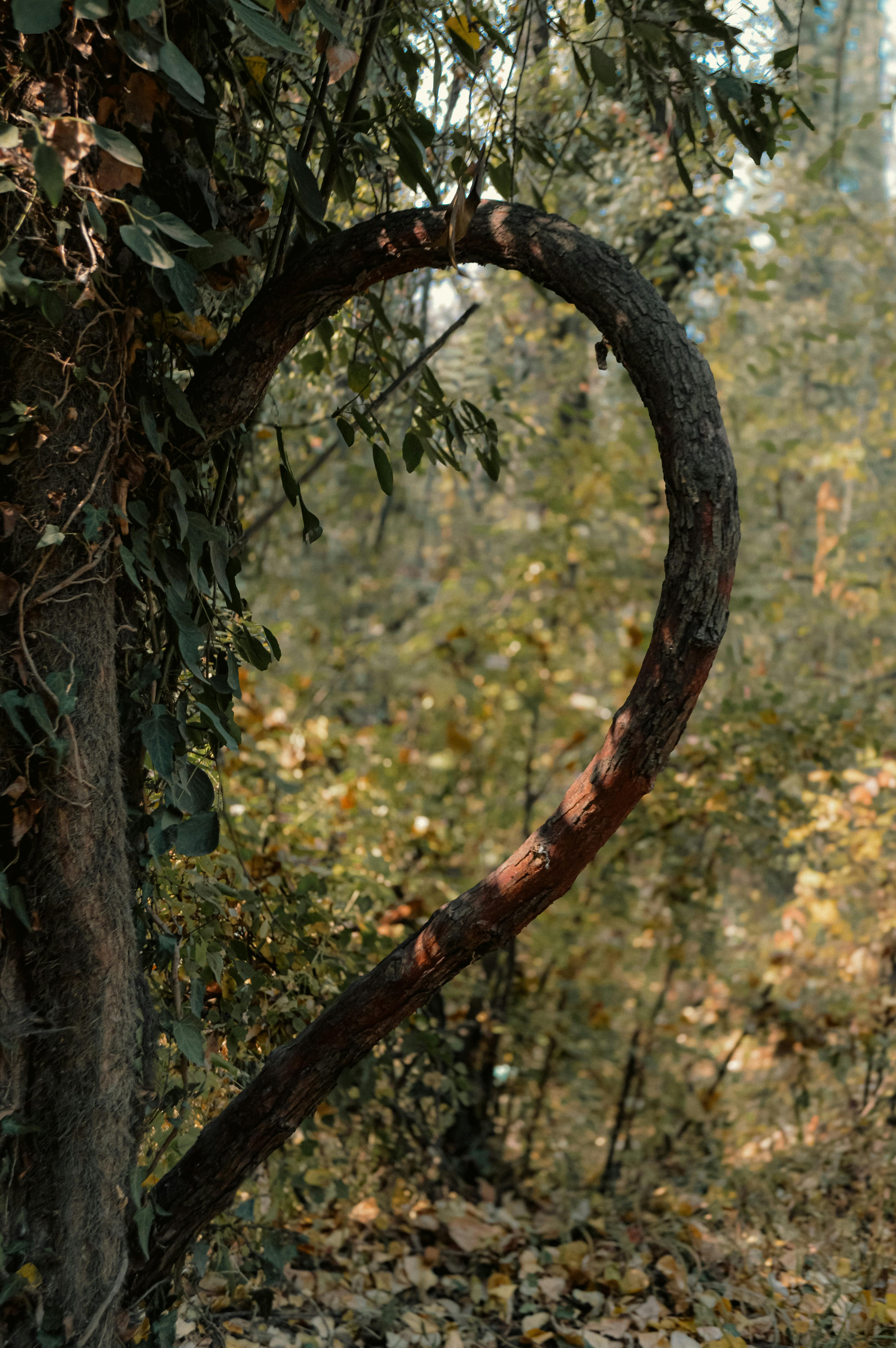 Curved Tree Branch in Srinagar's Forest · Free Stock Photo