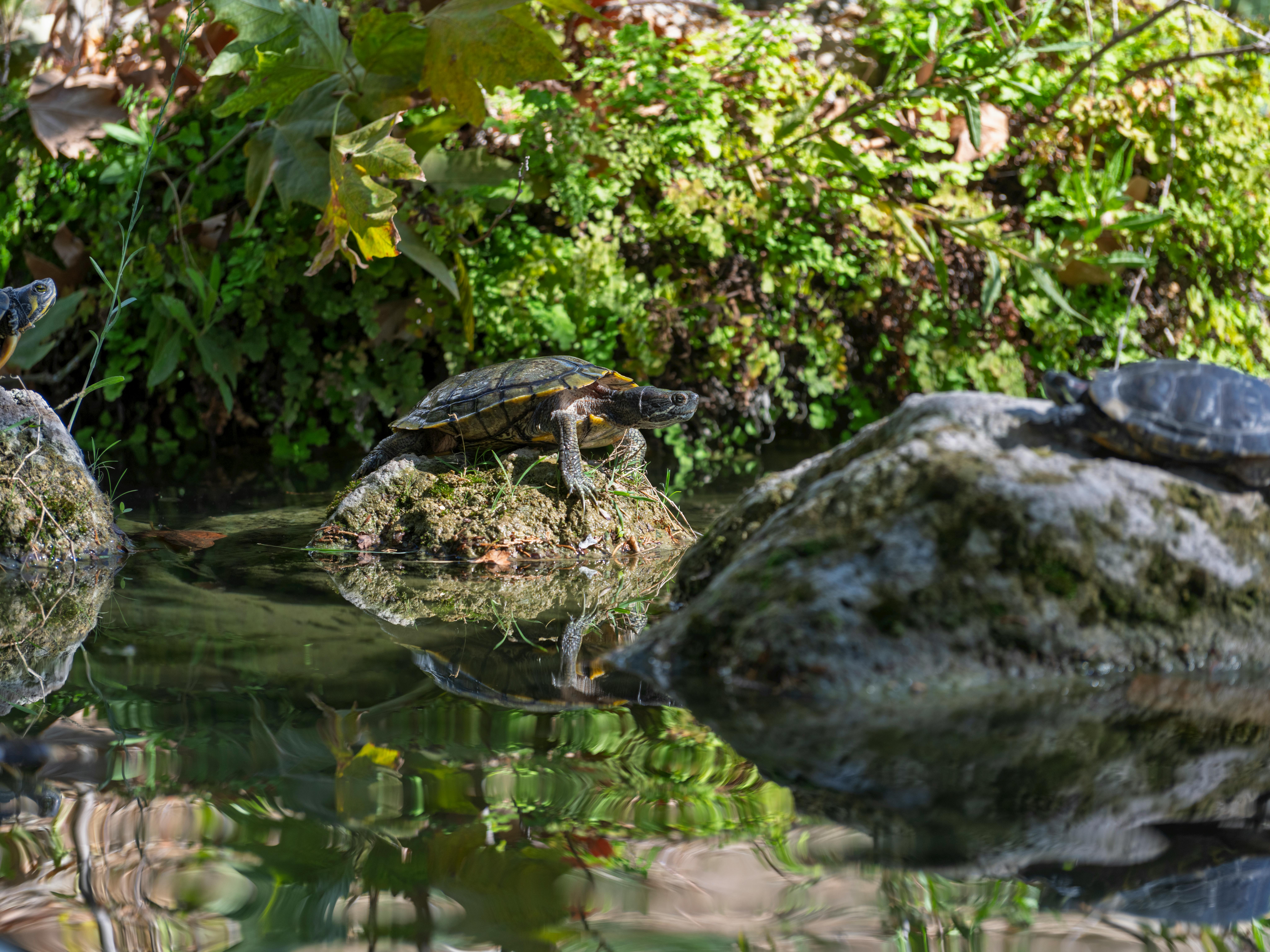 Turtles Sunbathing on Rocks by a Pond · Free Stock Photo