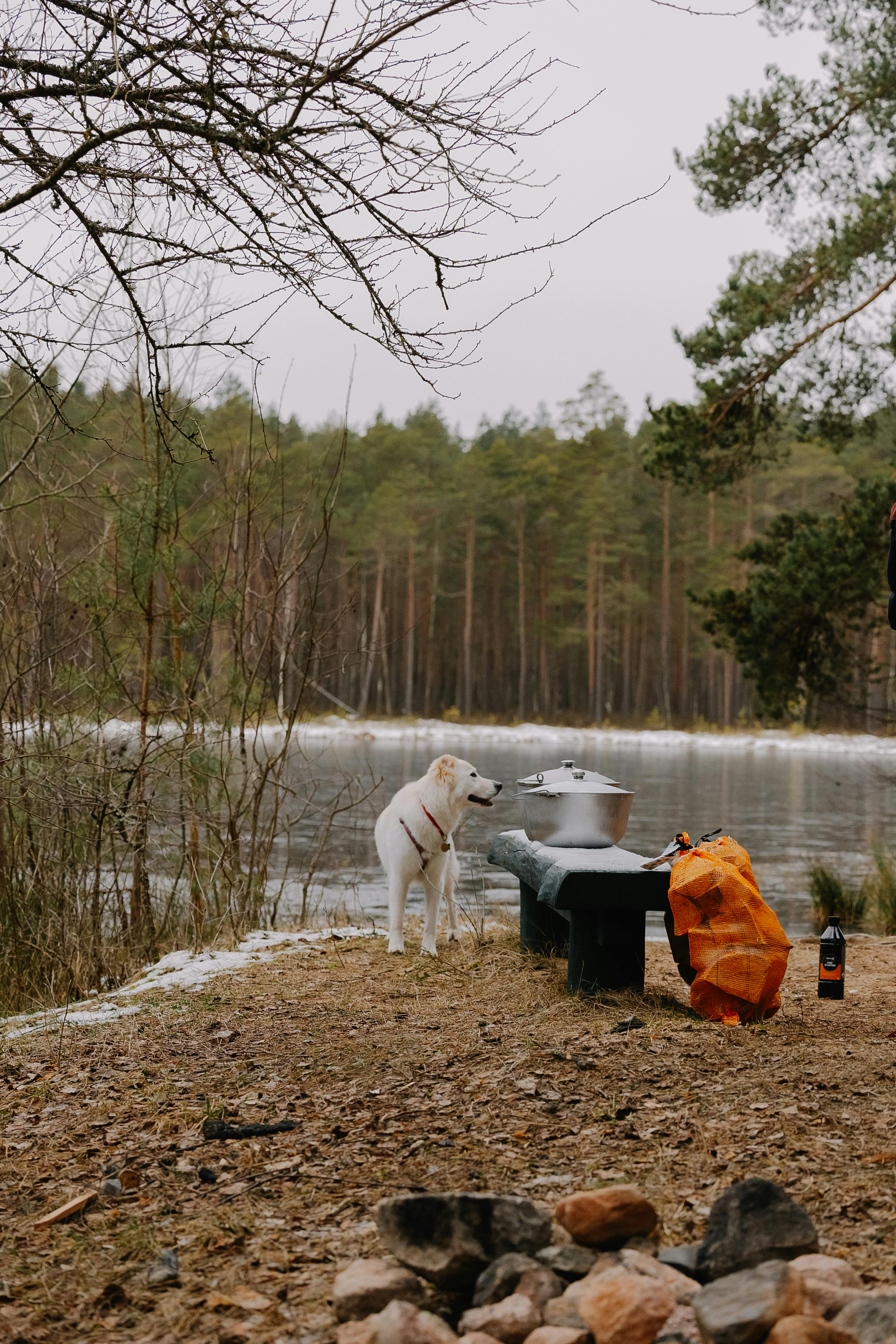 Outdoor Camping Scene with Dog by a Lake · Free Stock Photo