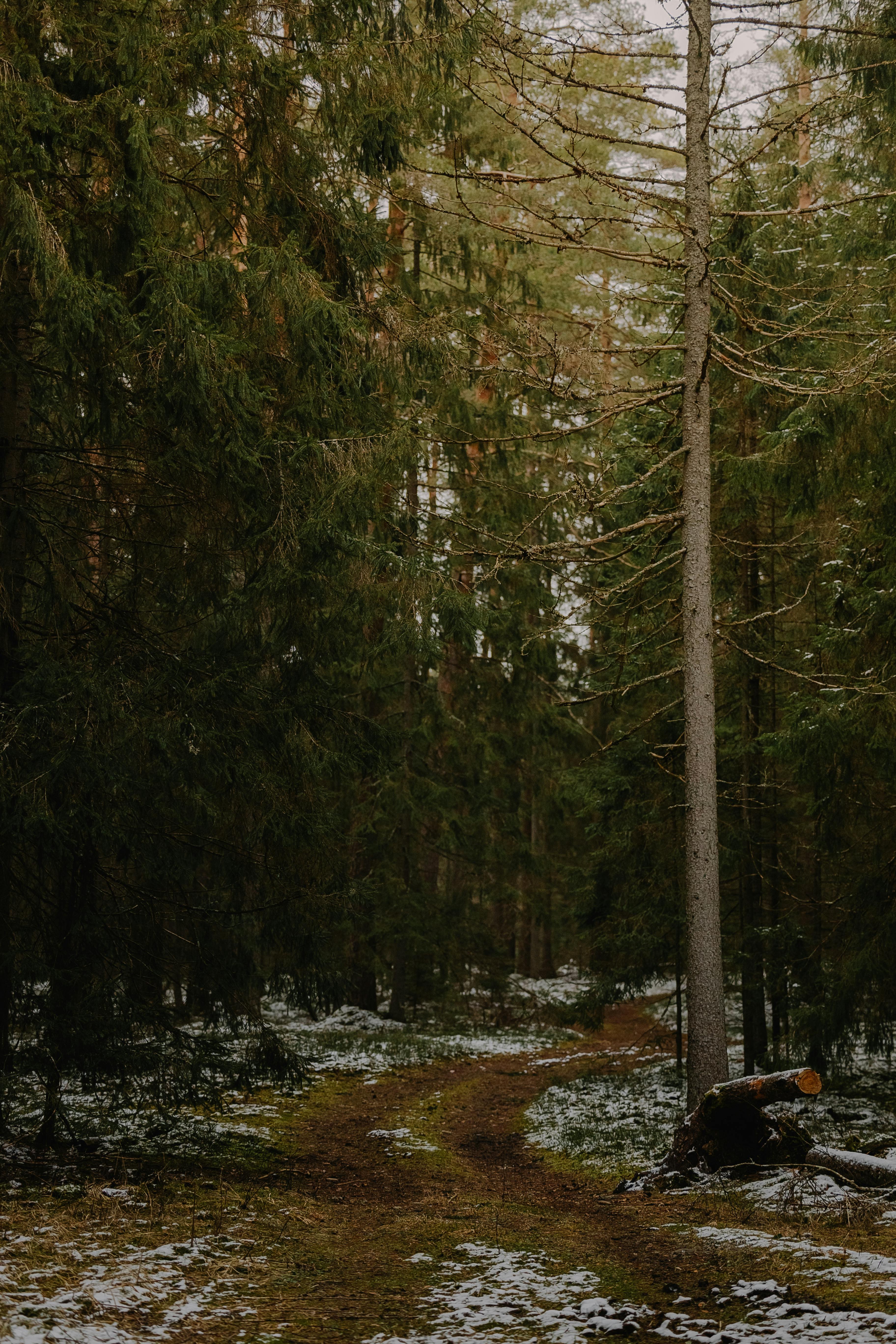 Quiet Forest Path with Light Snowfall · Free Stock Photo