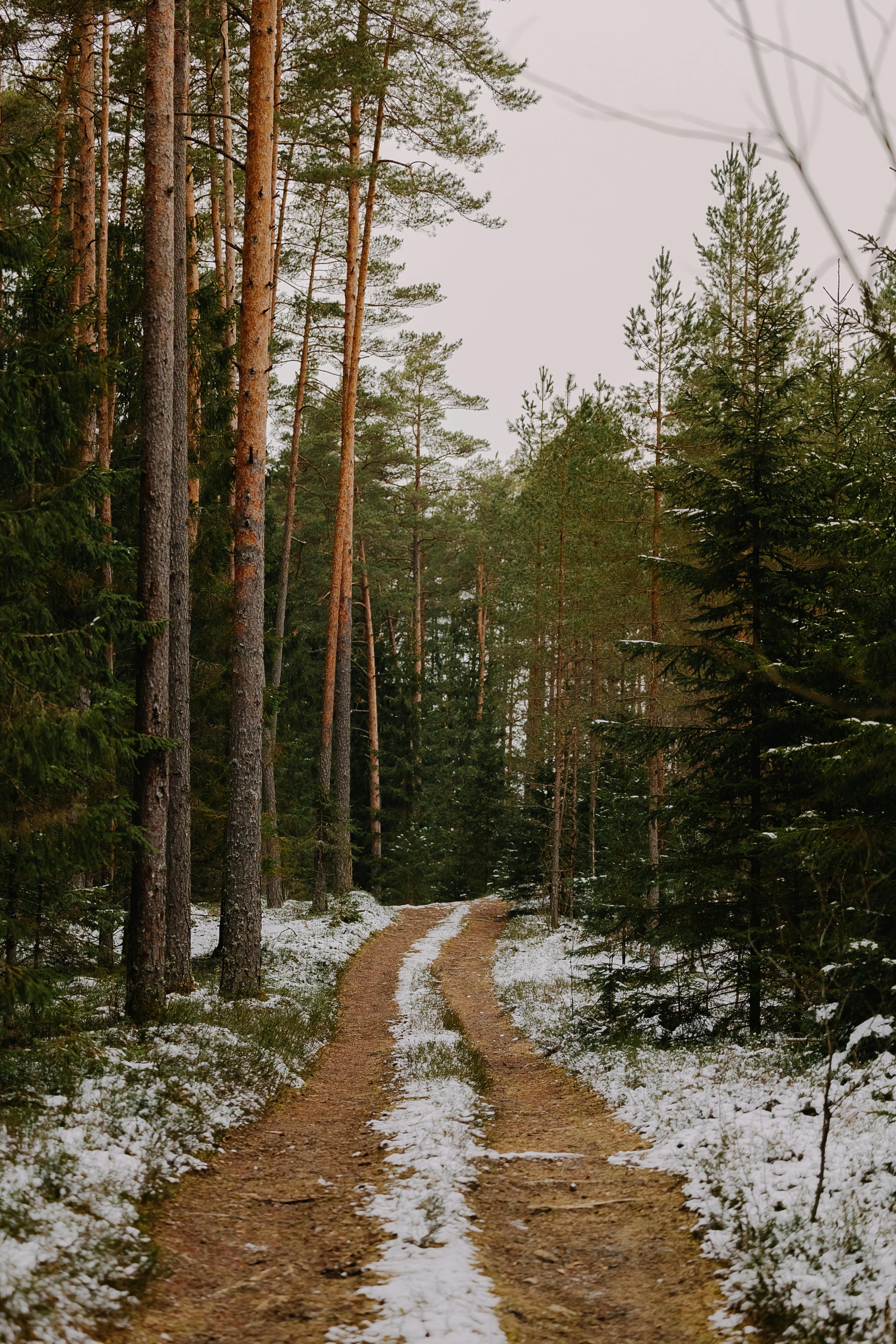 Winter Forest Path Amidst Tall Pine Trees · Free Stock Photo