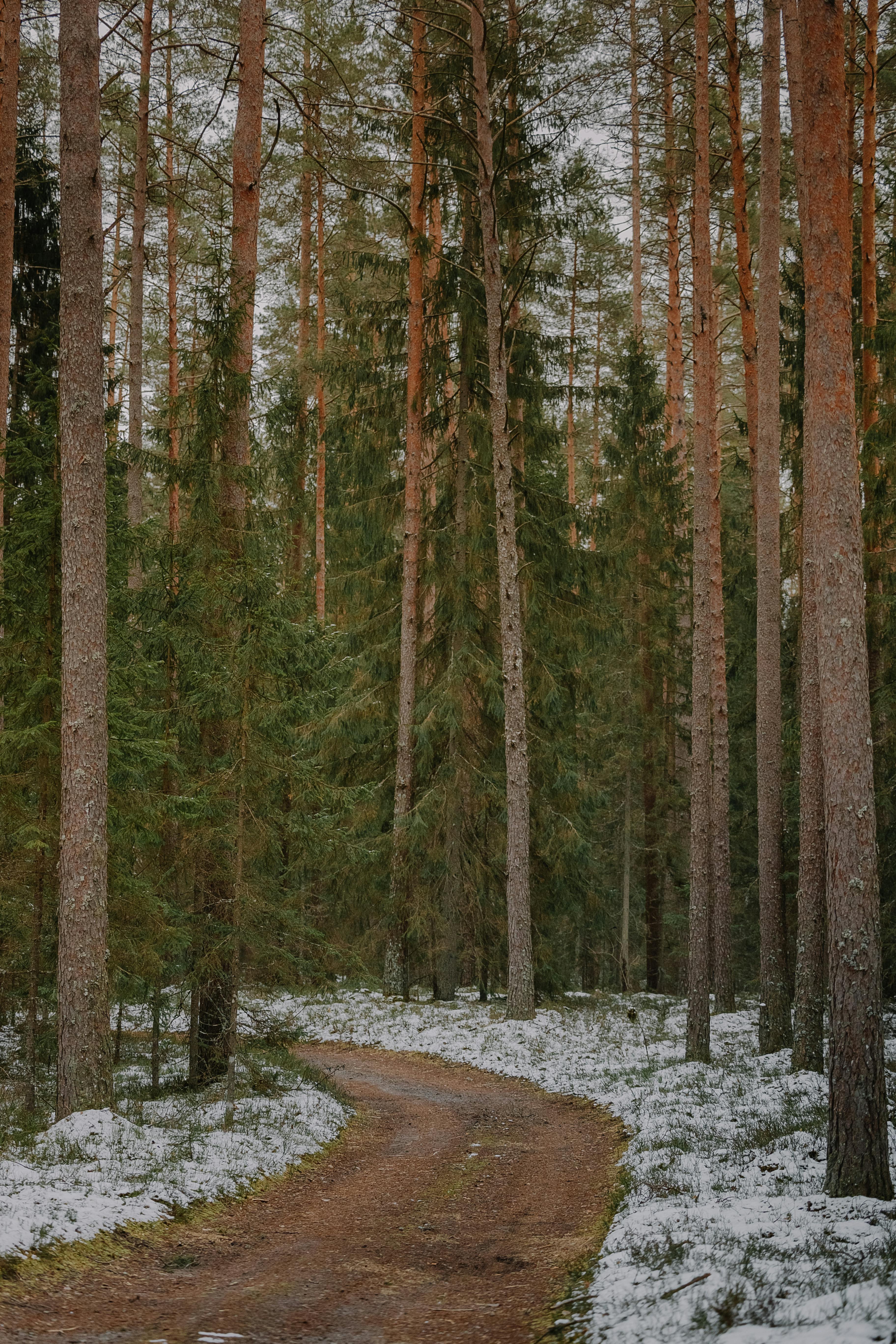 Serene Winter Forest Pathway Scene · Free Stock Photo