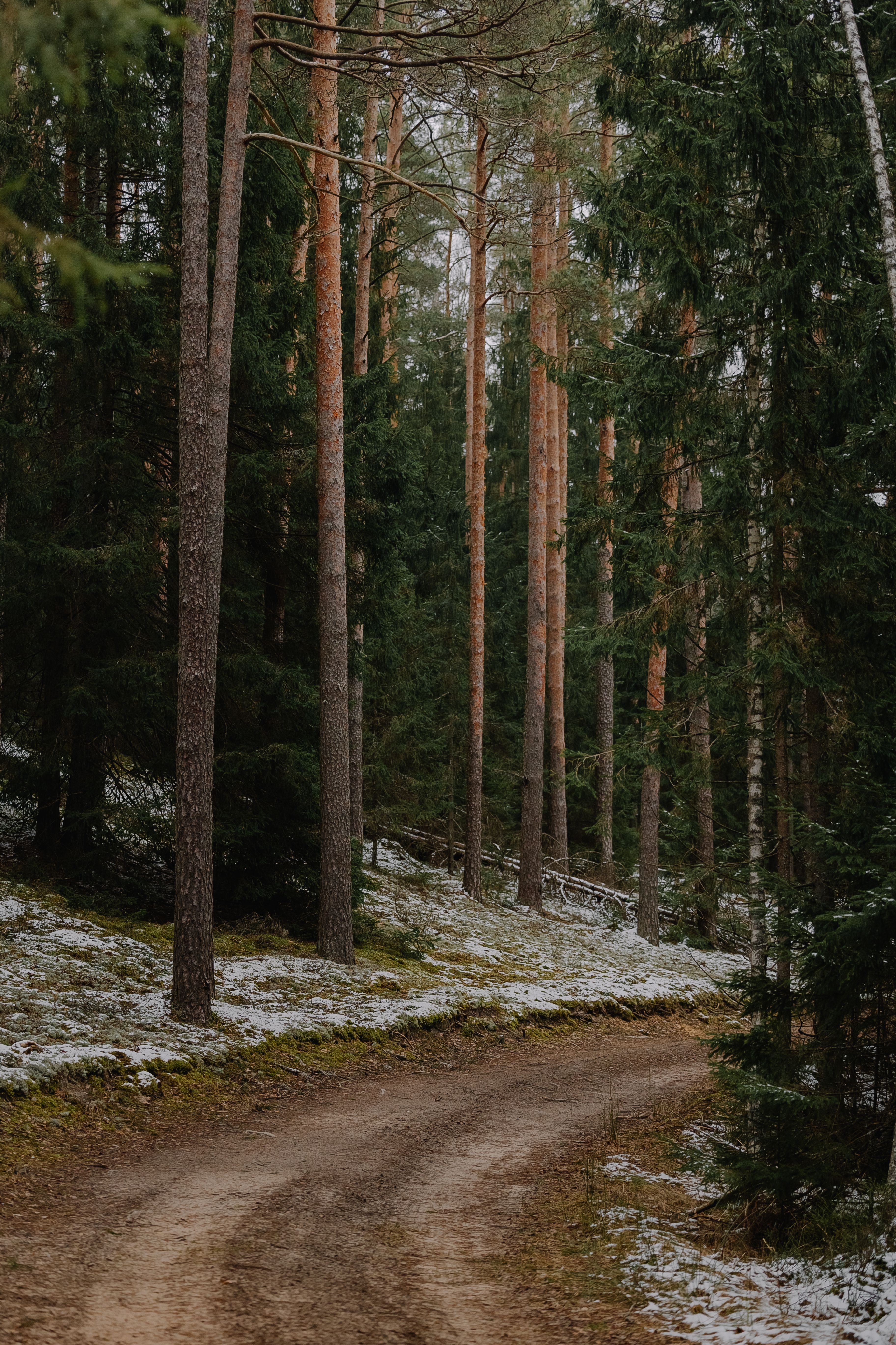 Serene Snow-Dusted Pathway in Evergreen Forest · Free Stock Photo