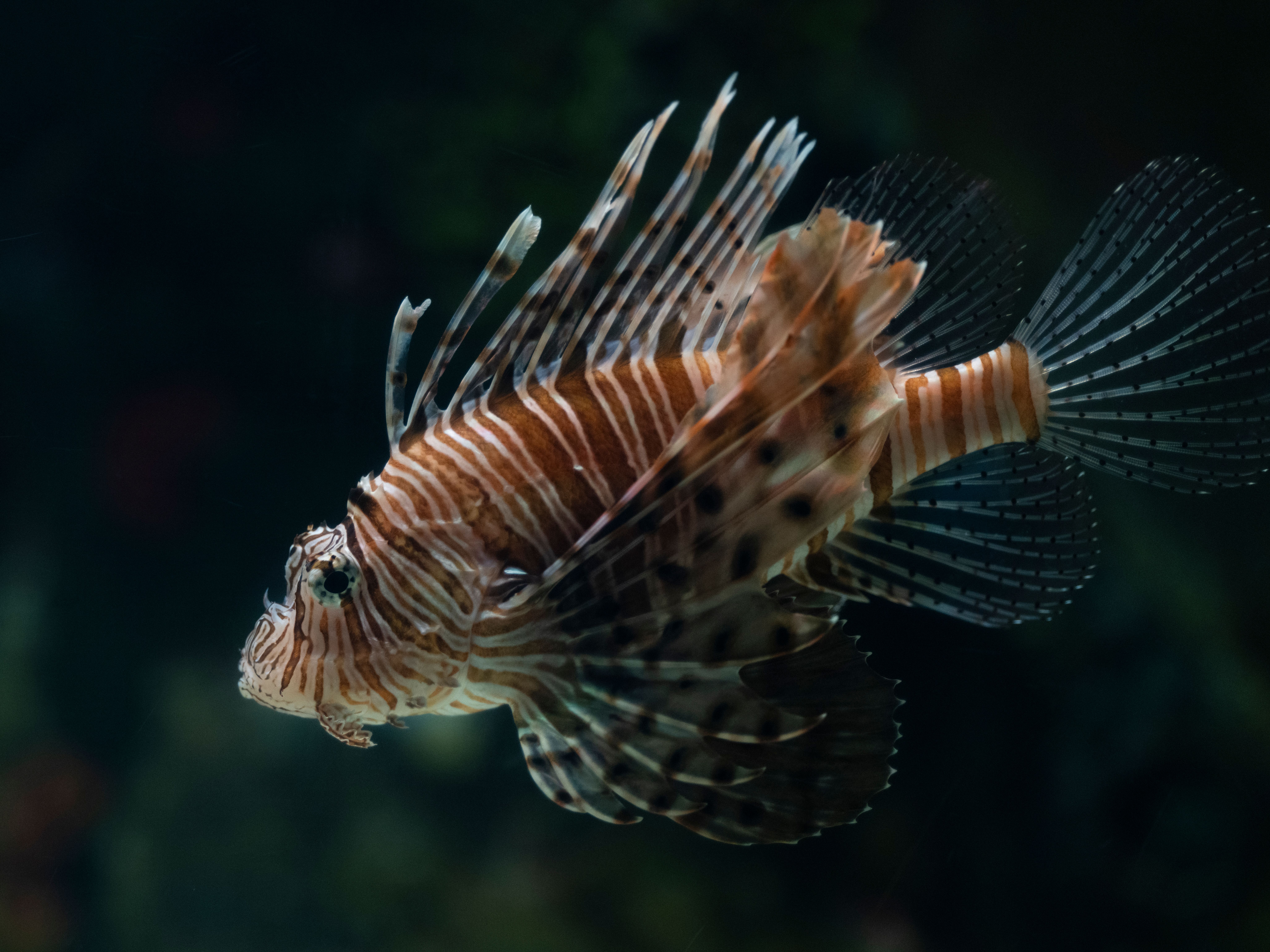 Stunning Lionfish in Underwater Coral Habitat · Free Stock Photo