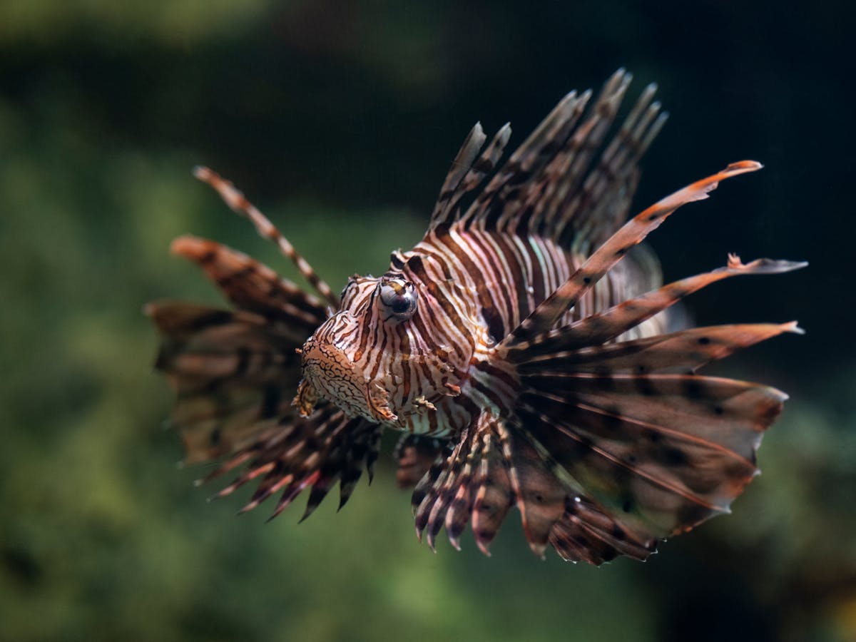 Fish Tank Background Photos, Download The BEST Free Fish Tank ...