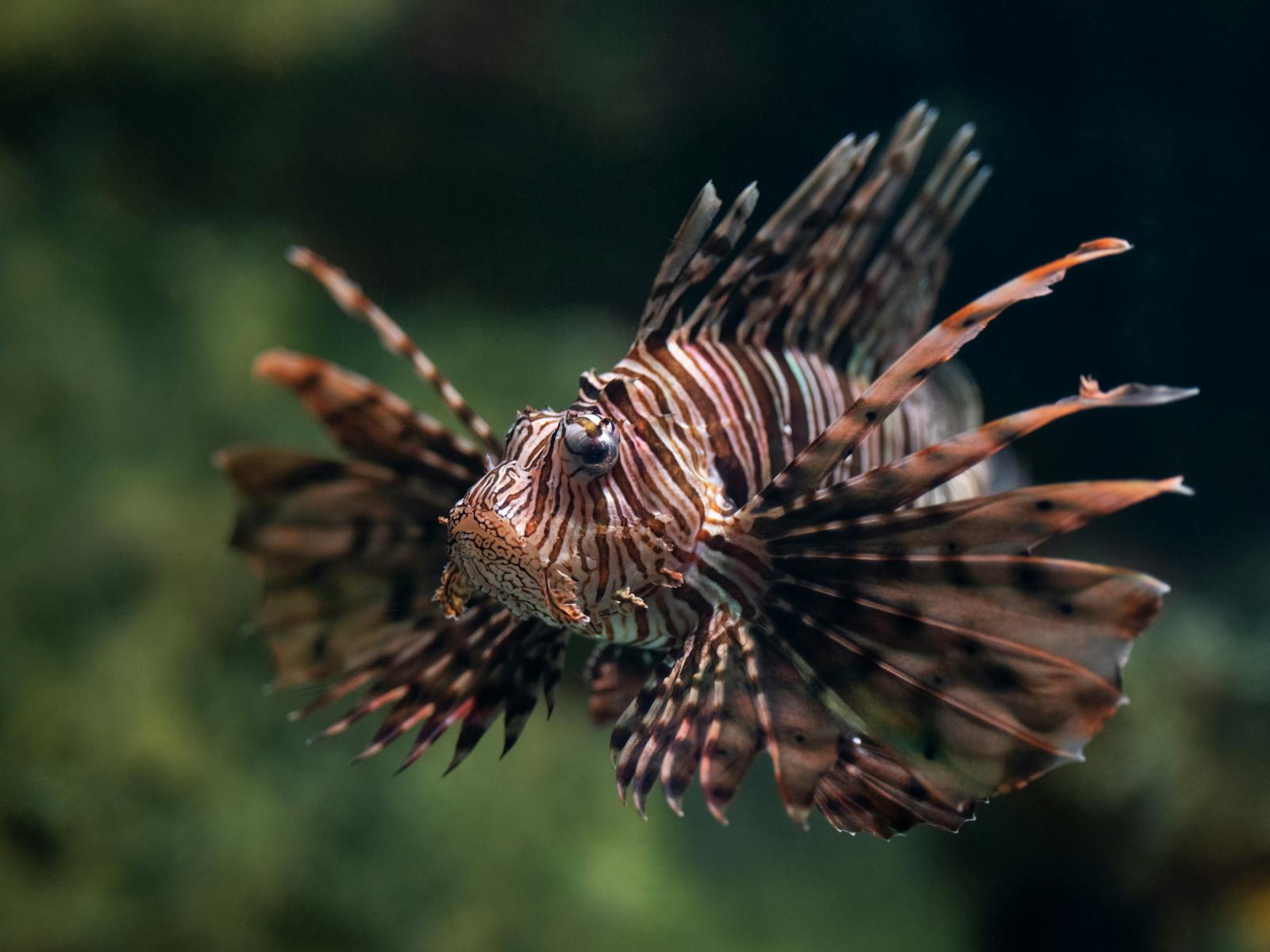 Fish Tank Background Photos, Download The BEST Free Fish Tank ...