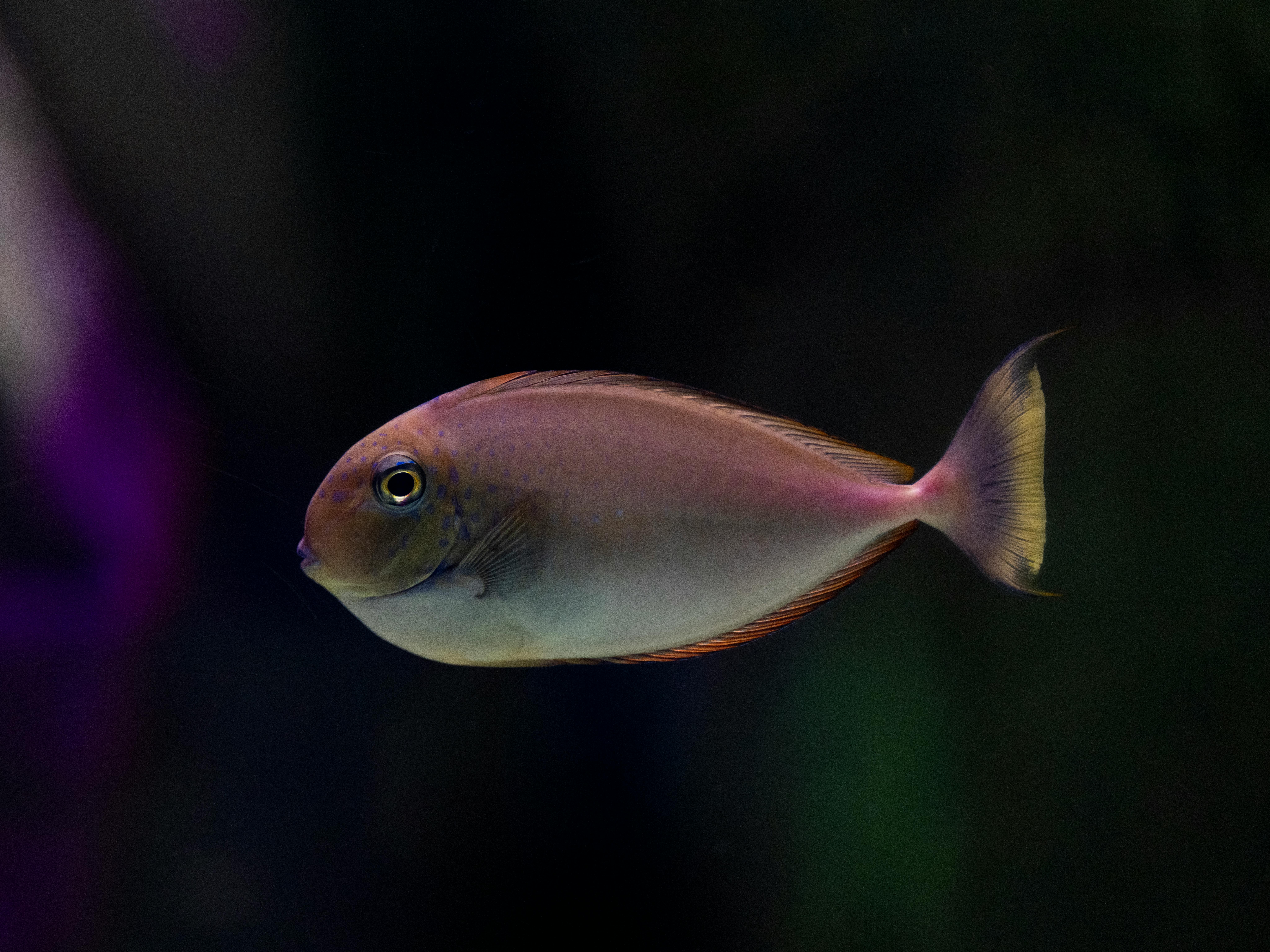 Black Gray Fish on Focus Photo · Free Stock Photo