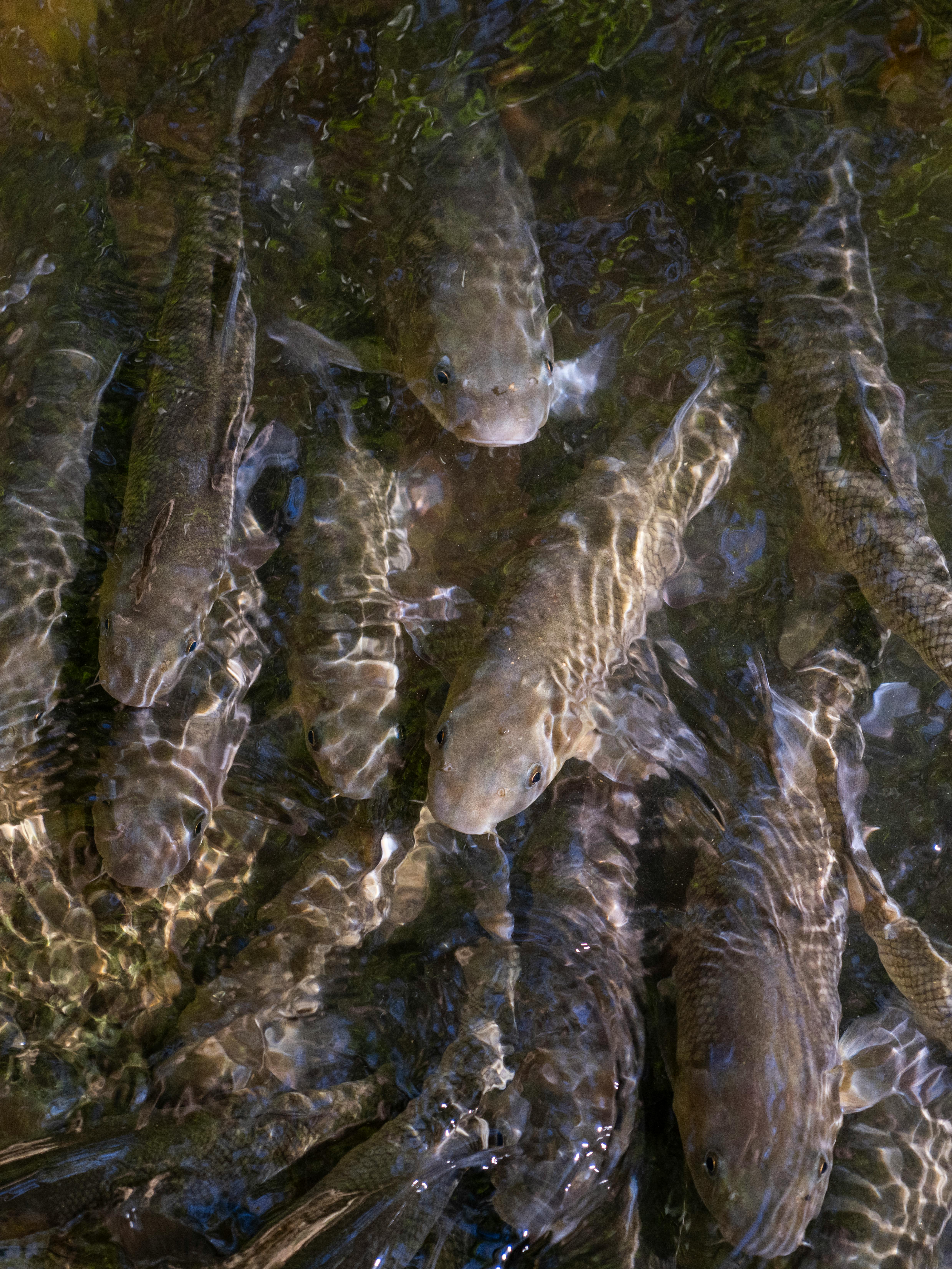 Placoid Scale Photos, Download The BEST Free Placoid Scale Stock Photos ...