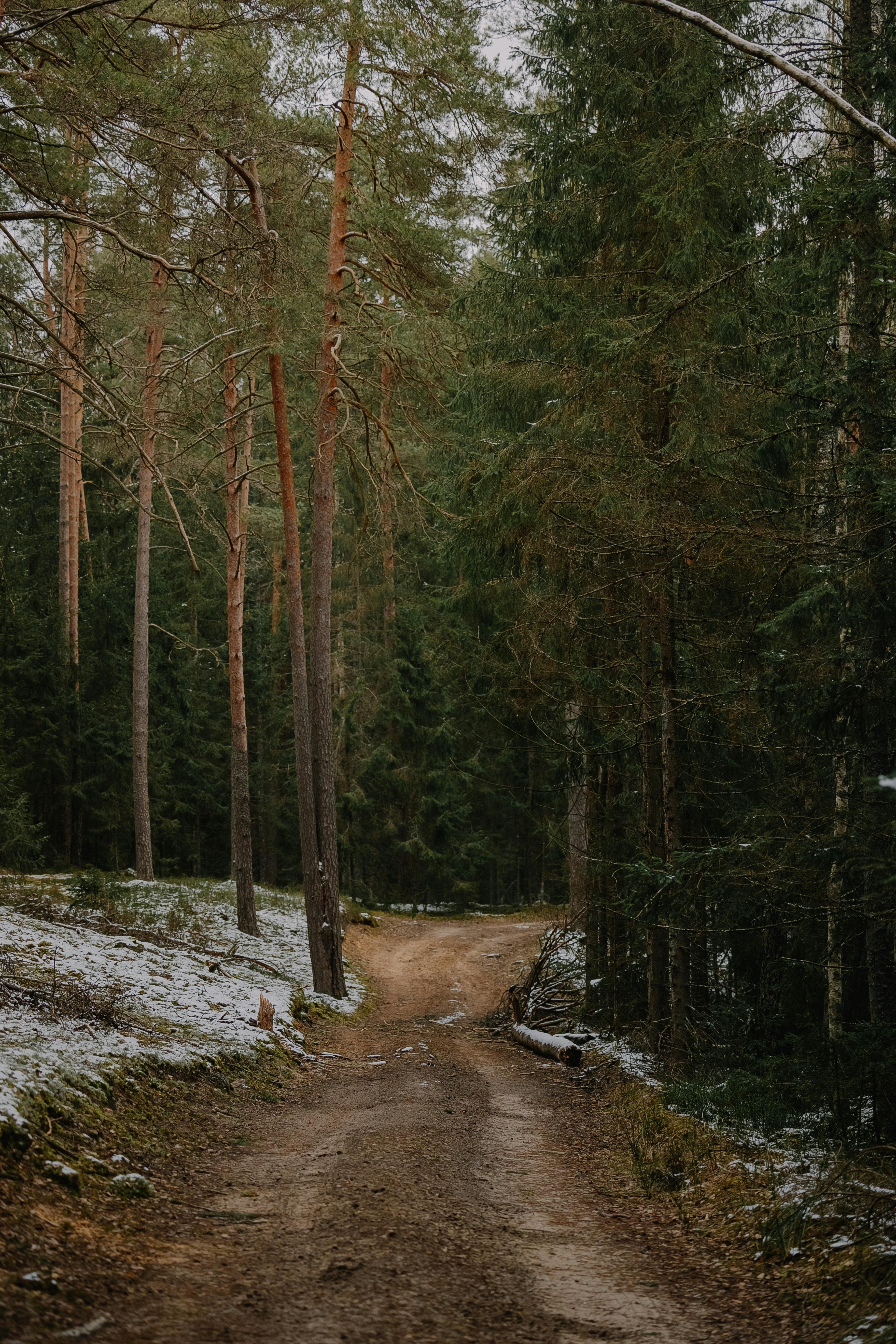 Tranquil Forest Path in Winter Landscape · Free Stock Photo