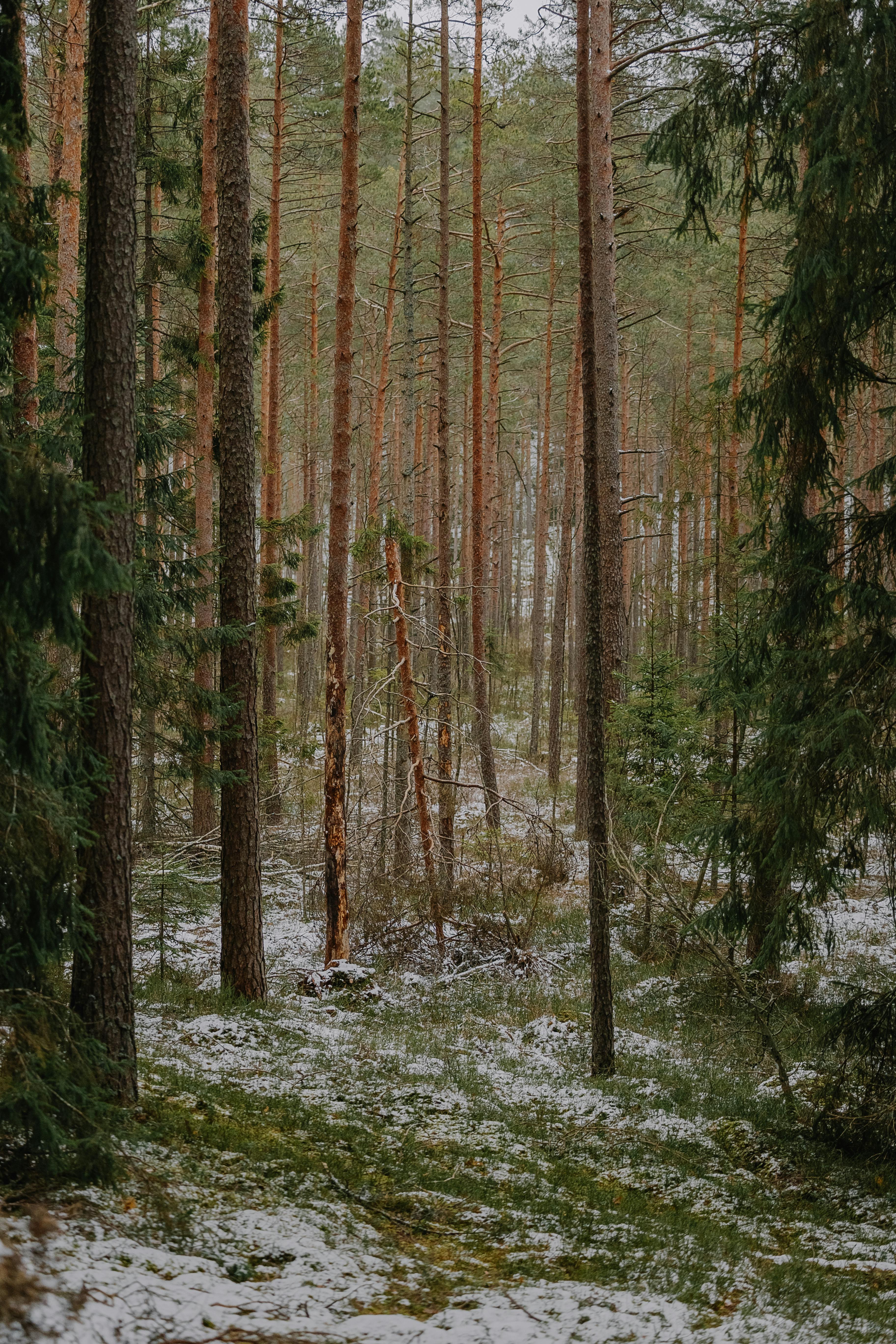 Serene Winter Forest with Snow-Dusted Pine Trees · Free Stock Photo