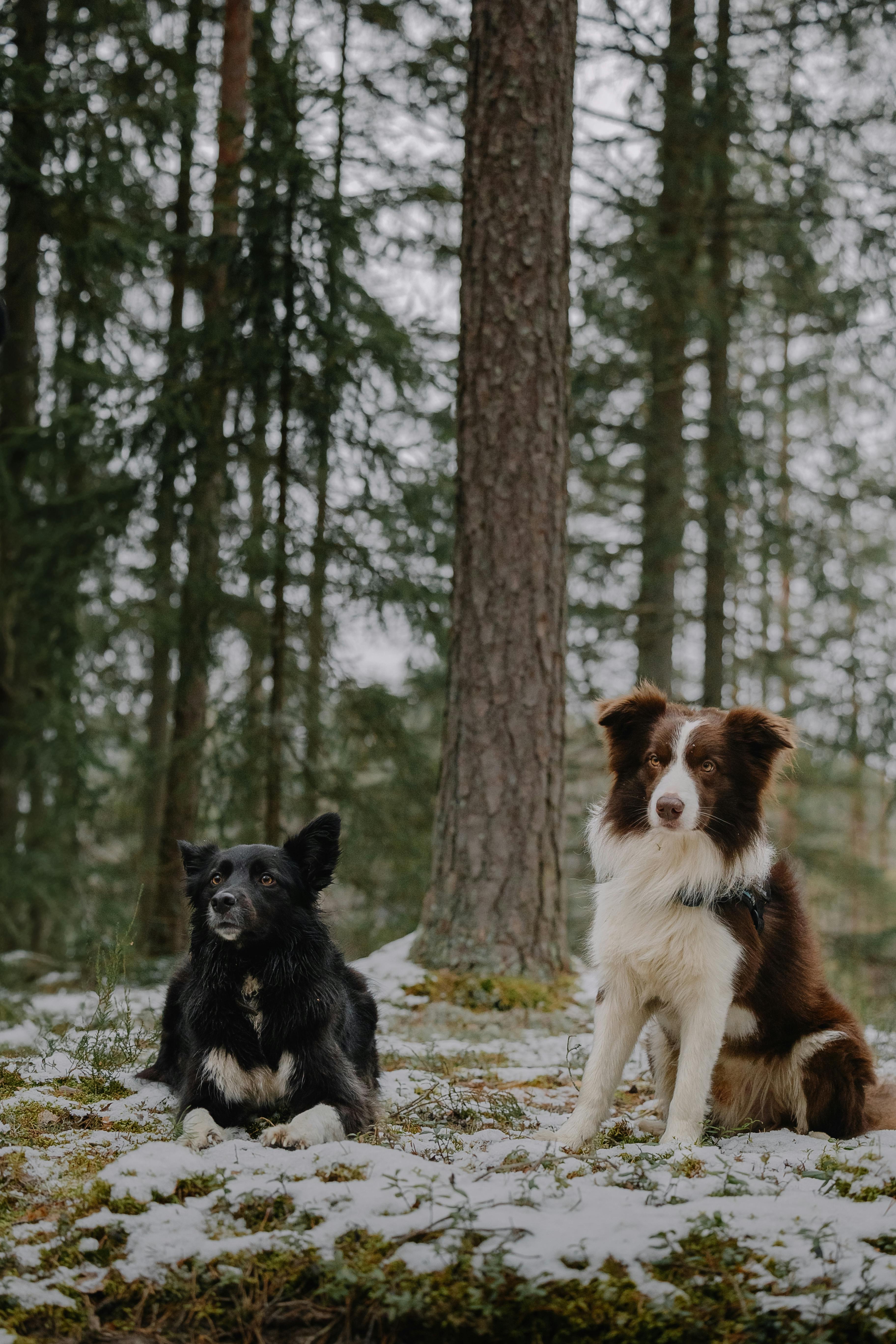 Shrek+Border Photos, Download The BEST Free Shrek+Border Stock Photos ...