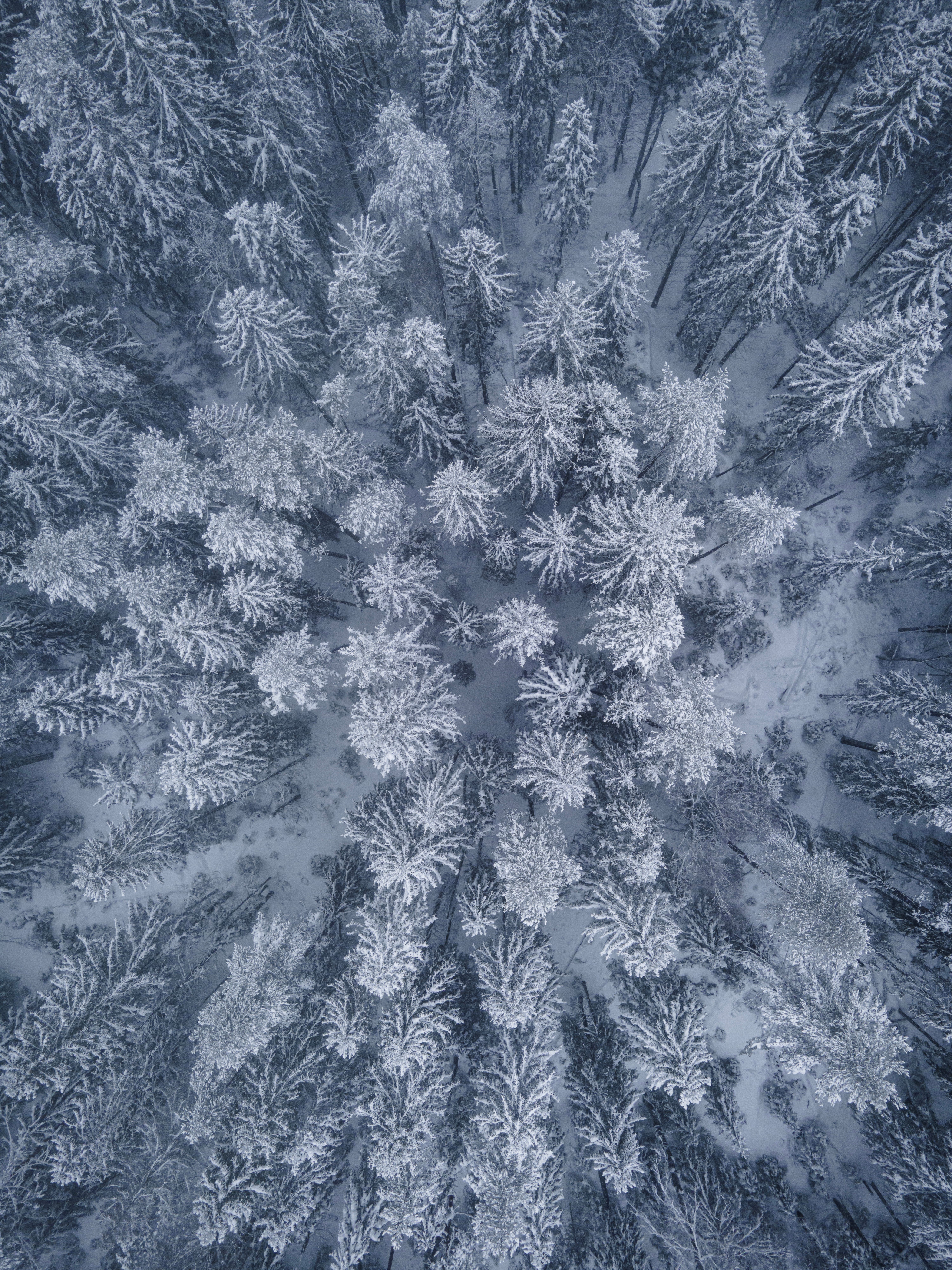 Aerial View of Snow-Covered Winter Forest · Free Stock Photo